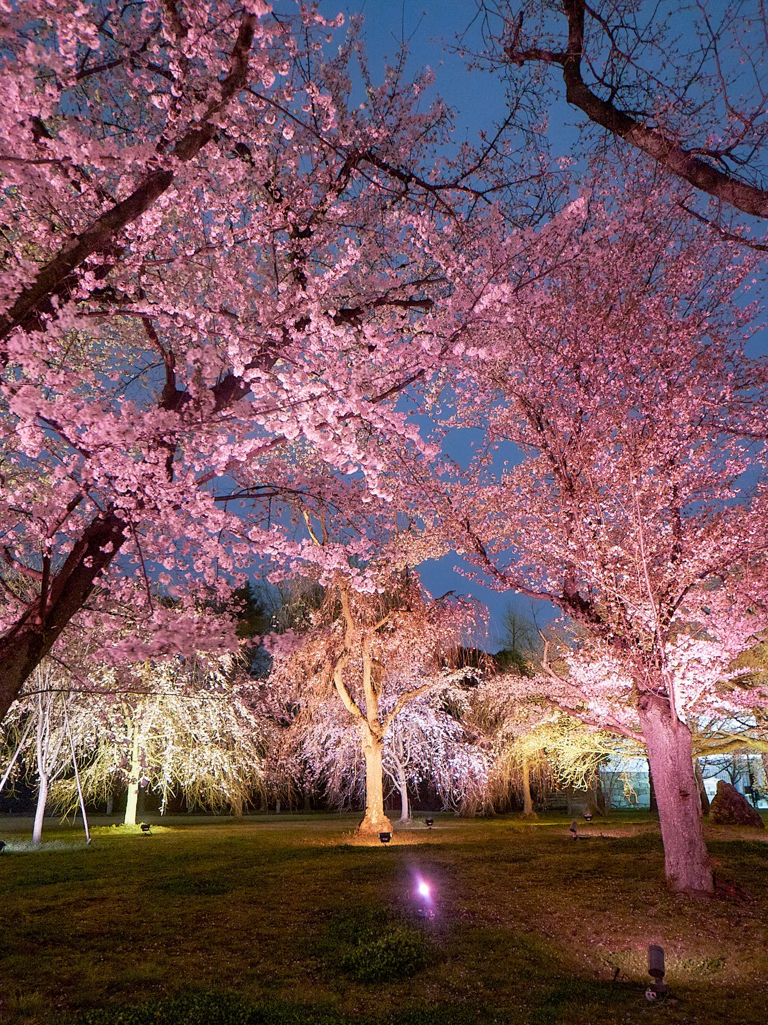 【春の映えスポット】二条城ライトアップ(京都) 撮影ポイントなど | bird_癒しと幻想の絶景旅が投稿したフォトブック | Lemon8
