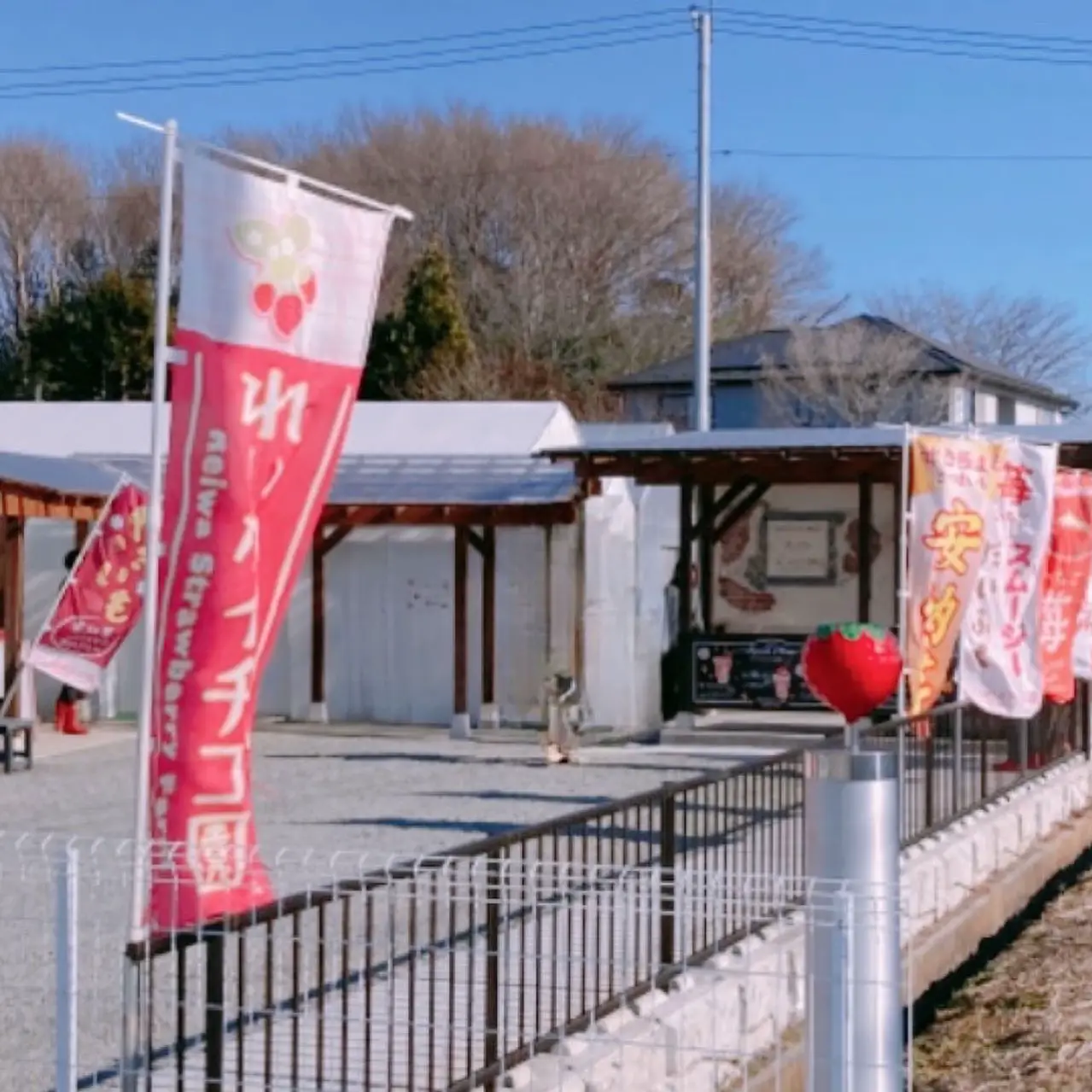 群馬前橋 いちご狩りFarm 【れいわイチゴ園】 | HIRO【群馬グルメ紹介🍽】が投稿したフォトブック | Lemon8