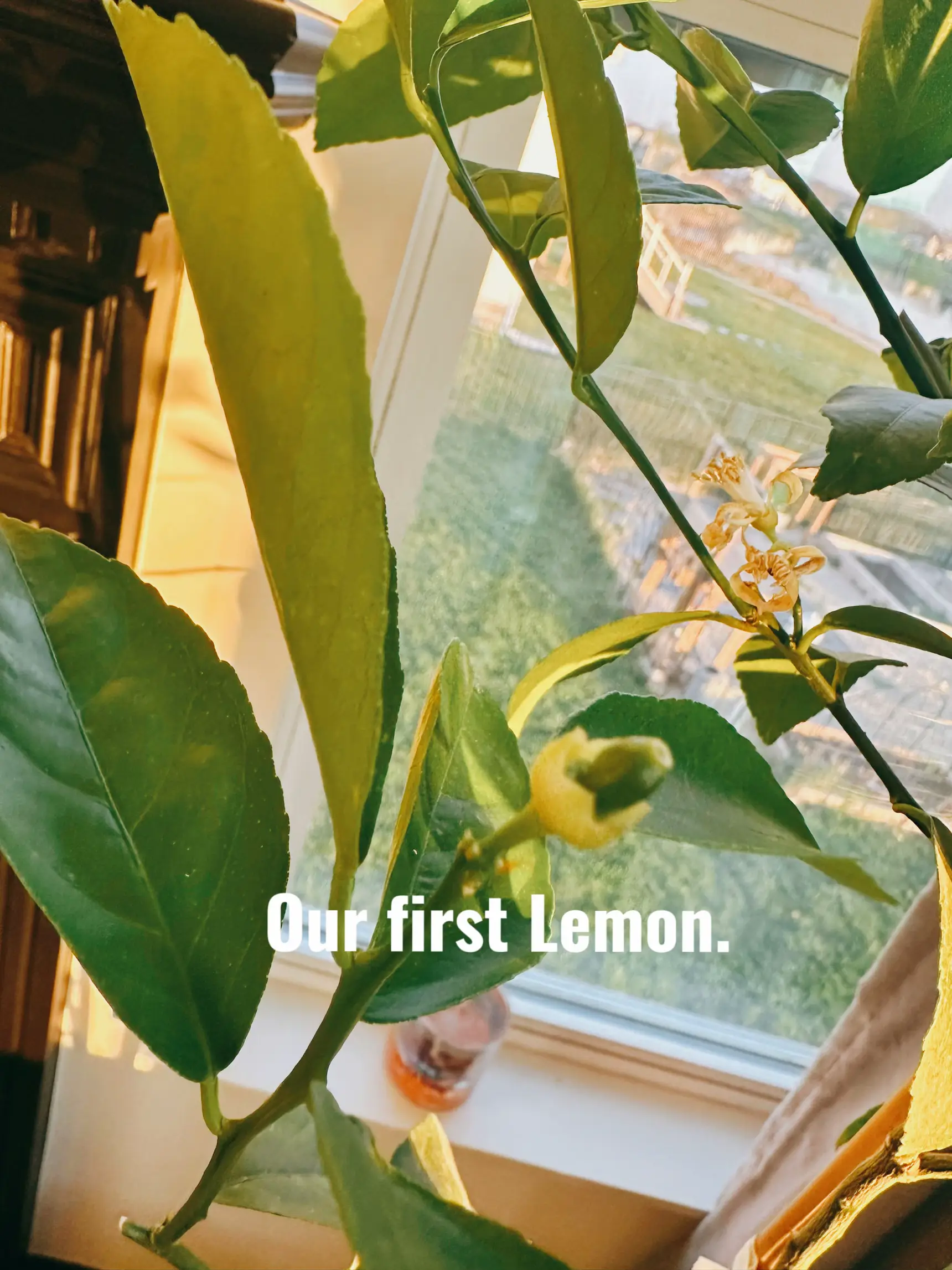 Our first lemon on the lemon tree. | Gallery posted by Steph169 | Lemon8