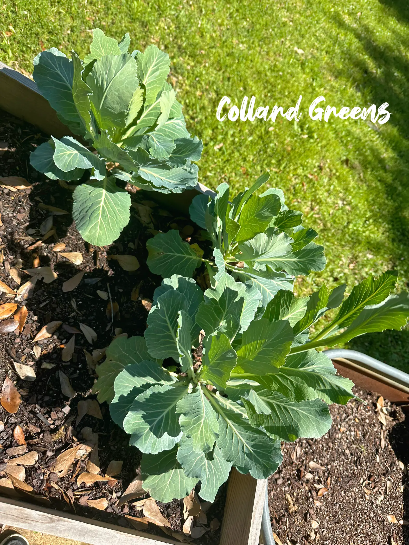 Spring Garden 2023 | Gallery posted by Scout Baker | Lemon8