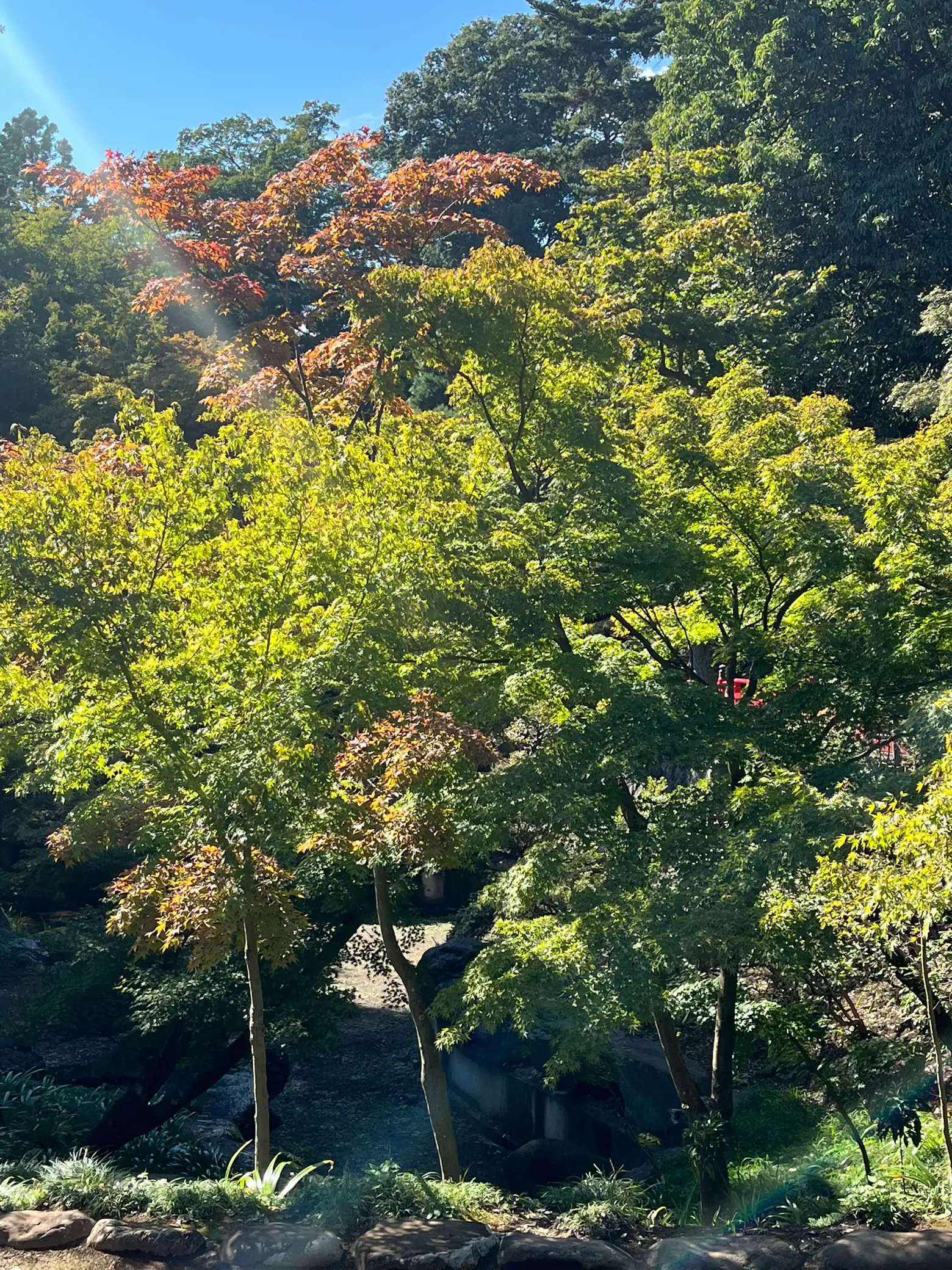 ฉันไปทัวร์คาวาโกหนึ่งวัน | แกลเลอรีที่โพสต์โดย c_ma_ket | Lemon8