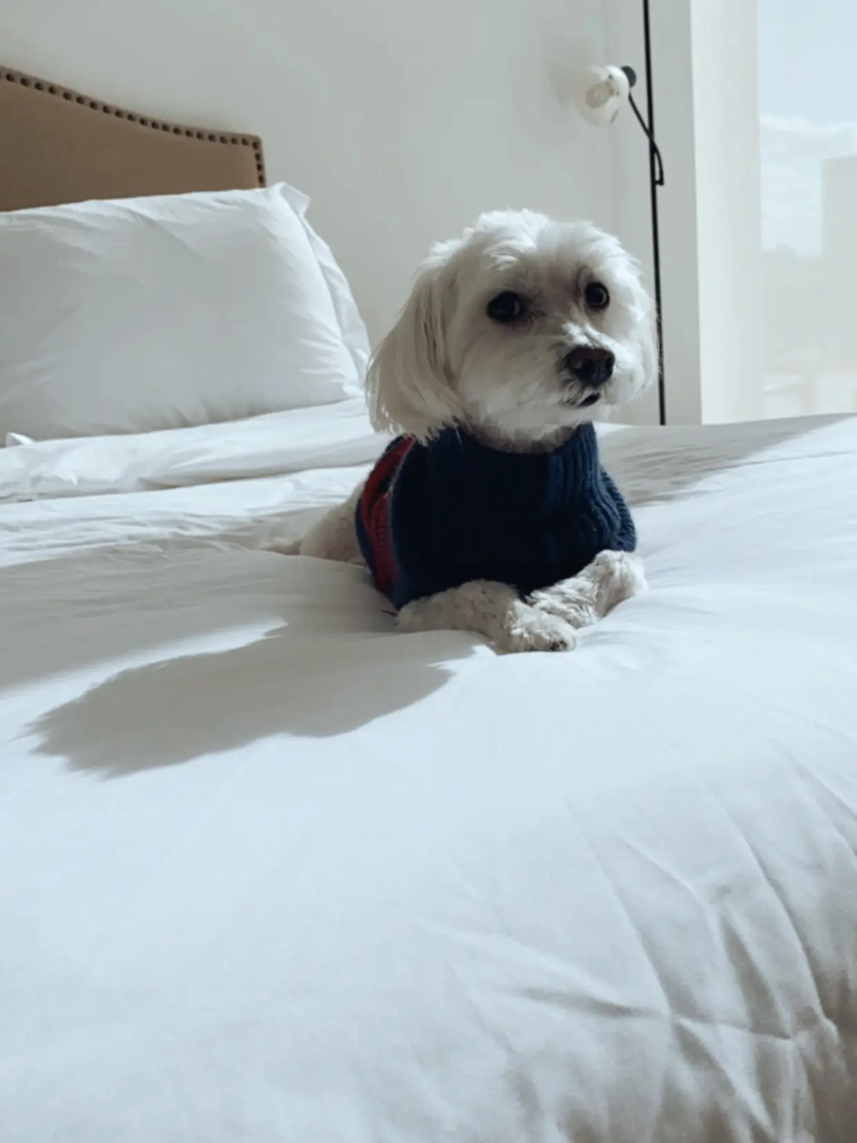 Random Cute Stuff | Gallery posted by MyHomeHaven | Lemon8