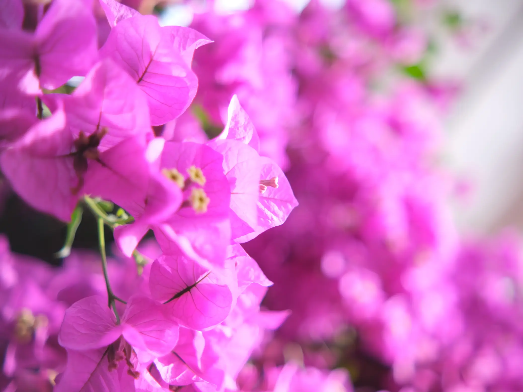 บ้าน Bugen Ureshino กับ Totoro | แกลเลอรีที่โพสต์โดย kousoukurai | Lemon8