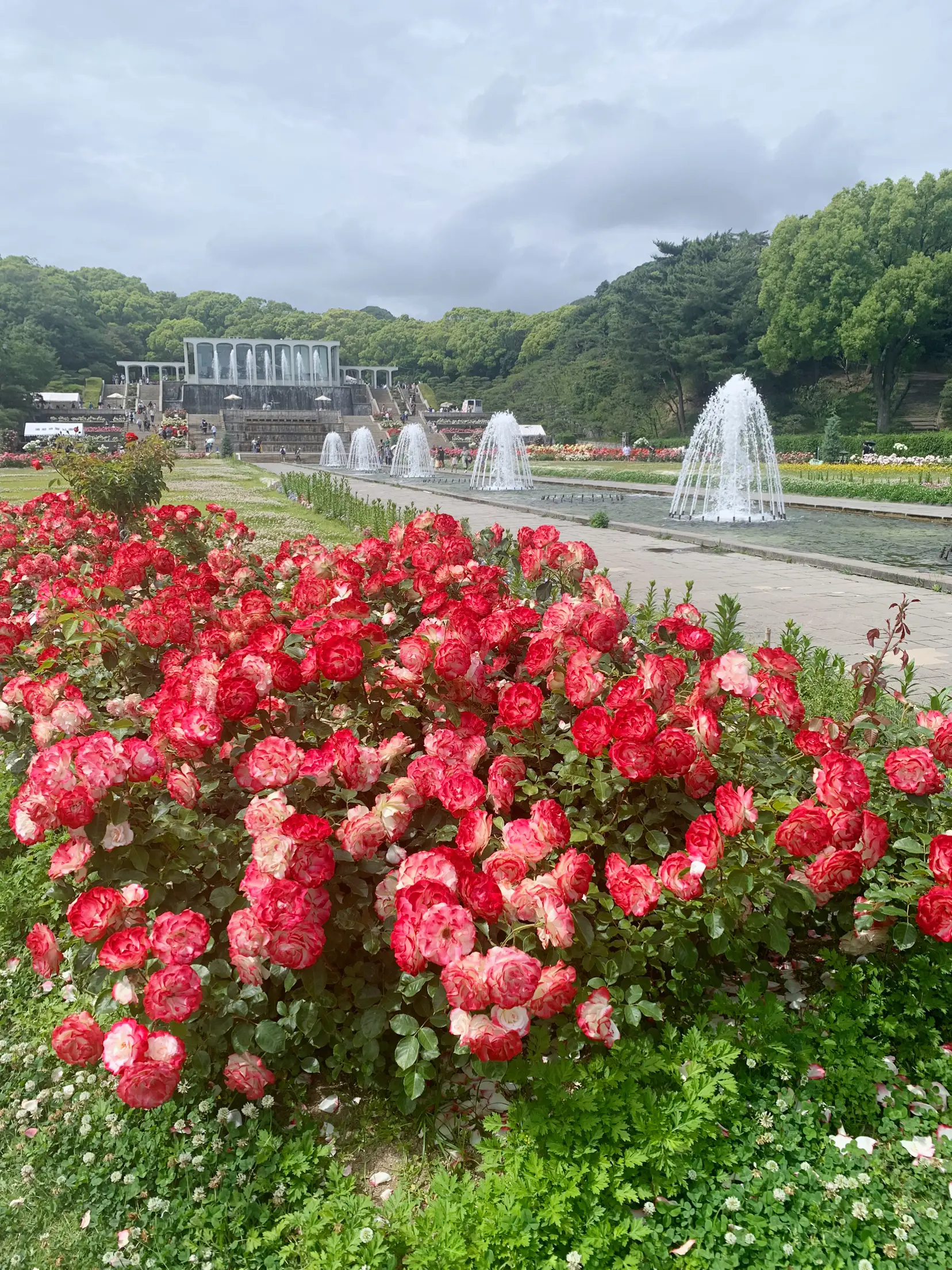 29日から剪定されるそうです🌹 ギリギリセーフ( ⁎ᵕᴗᵕ | .*˚tomo ⃛∗*ﾟの投稿動画 | Lemon8