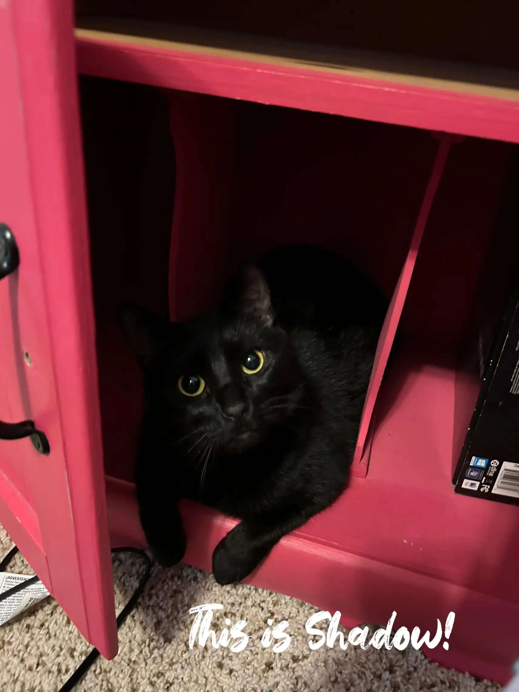 This is Shadow! | Gallery posted by RachKendall | Lemon8