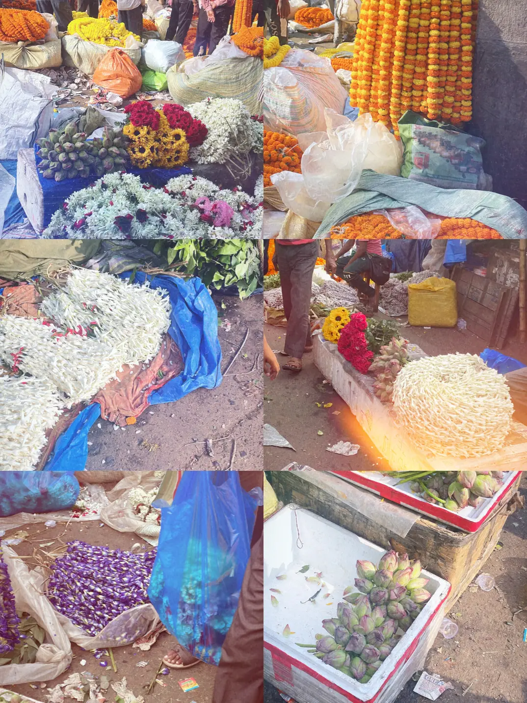 Asia’s Largest Flower Market | Gallery posted by Sindhu | Travel | Lemon8