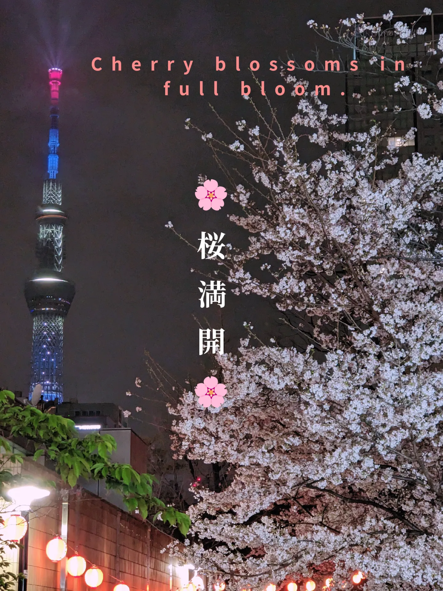 🌸Night cherry blossoms in full bloom 🌸 | Gallery posted by Mimi | Lemon8