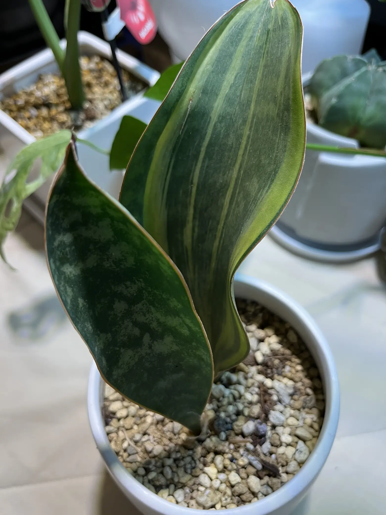 サンスベリア達 | yuko.が投稿したフォトブック | Lemon8