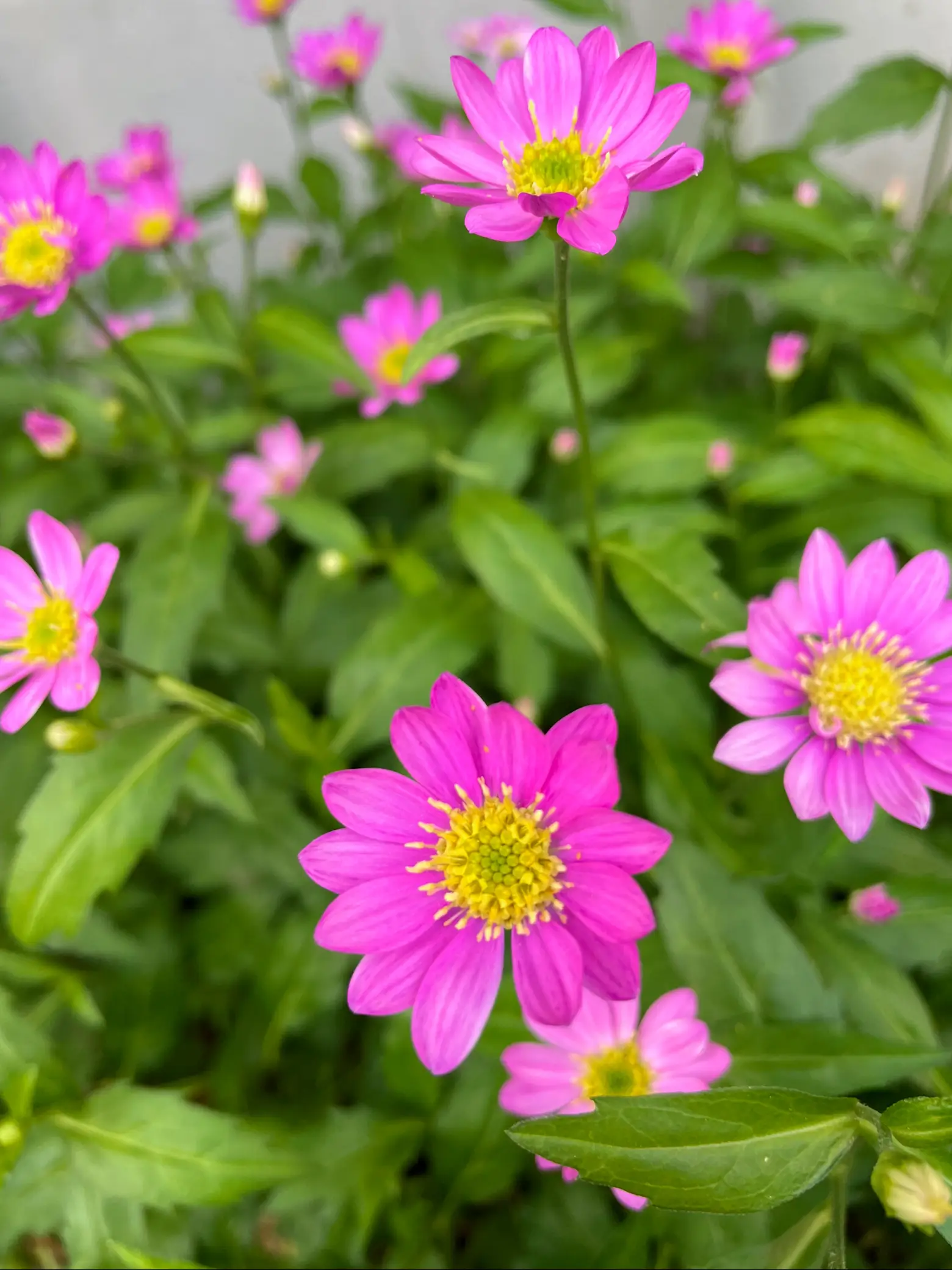 みやこわすれ | yo-ko＊が投稿したフォトブック | Lemon8