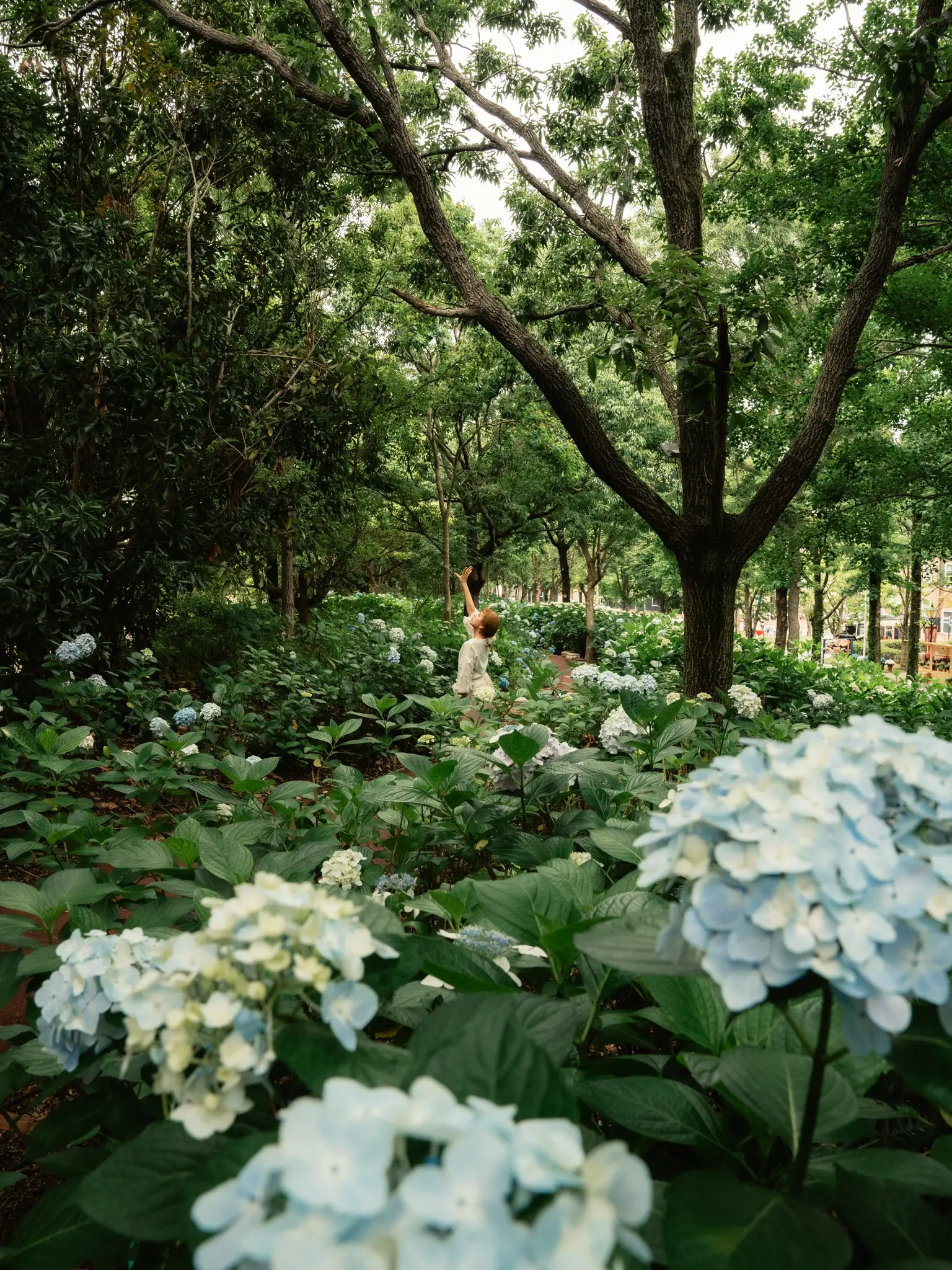 [Nagasaki] actually free to enter Huis Ten Bosch hydrangea spot | Gallery posted by はやと/九州スポット紹介 ...