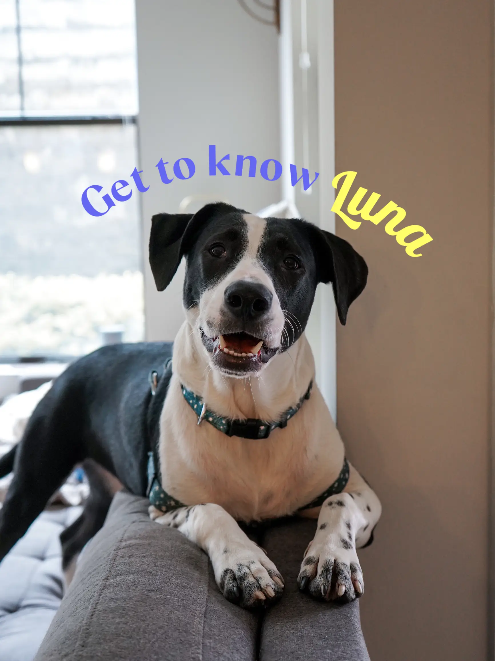 Get to know Luna! | Gallery posted by Mik • Bro • Lu | Lemon8