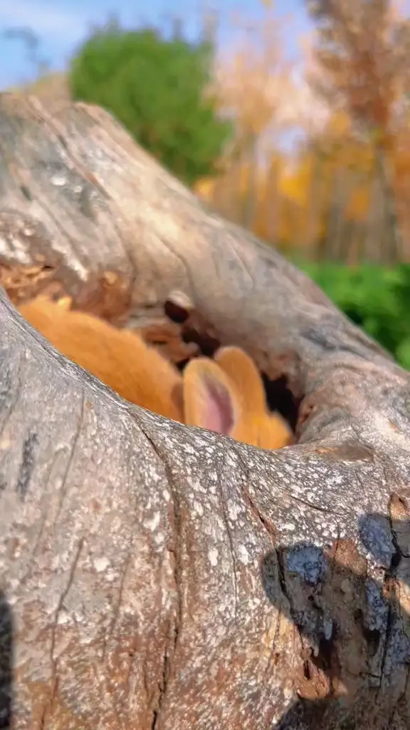 cute rabbit 🐇 | Video published by Pets Lovers | Lemon8