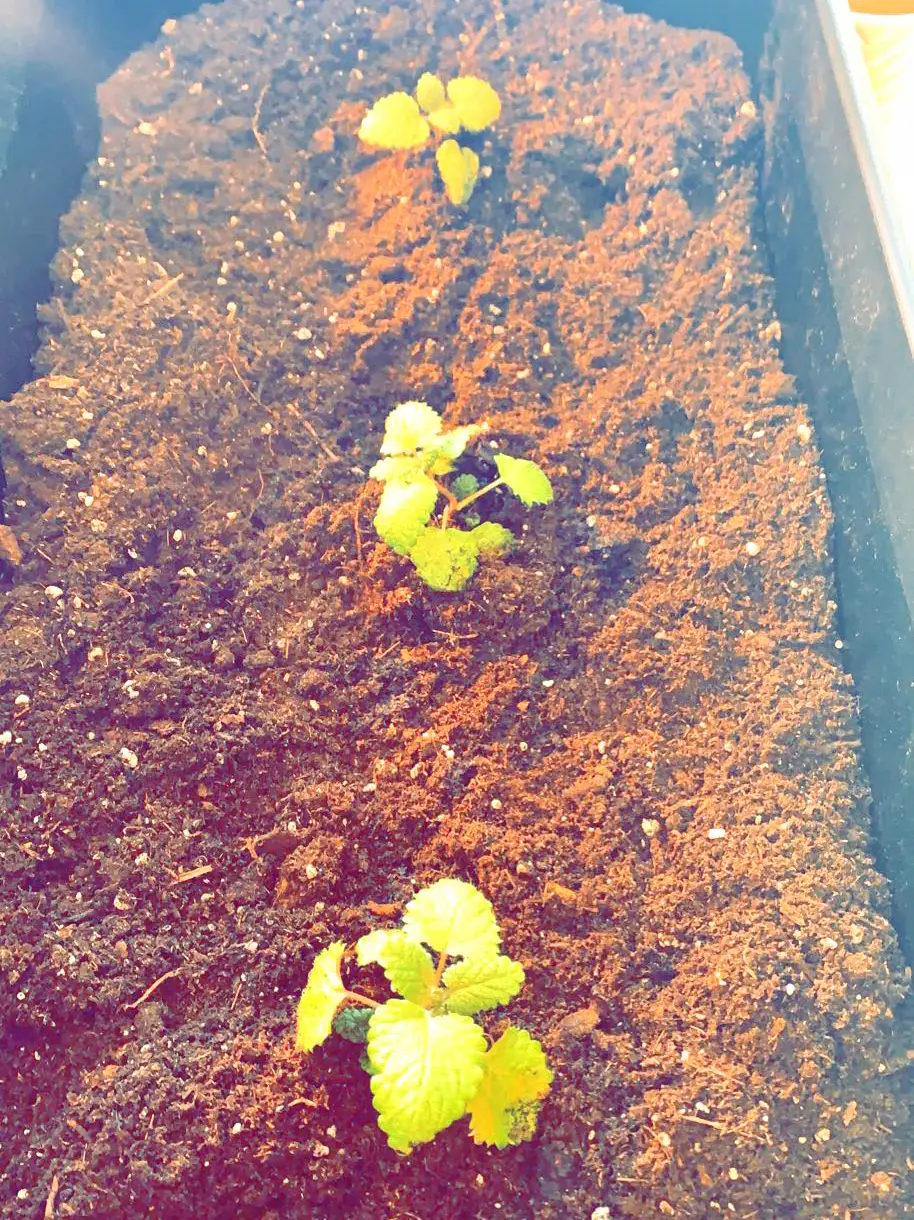 What he looks like to me 🦌🌲 | แกลเลอรีที่โพสต์โดย Iora 🐿️ | Lemon8