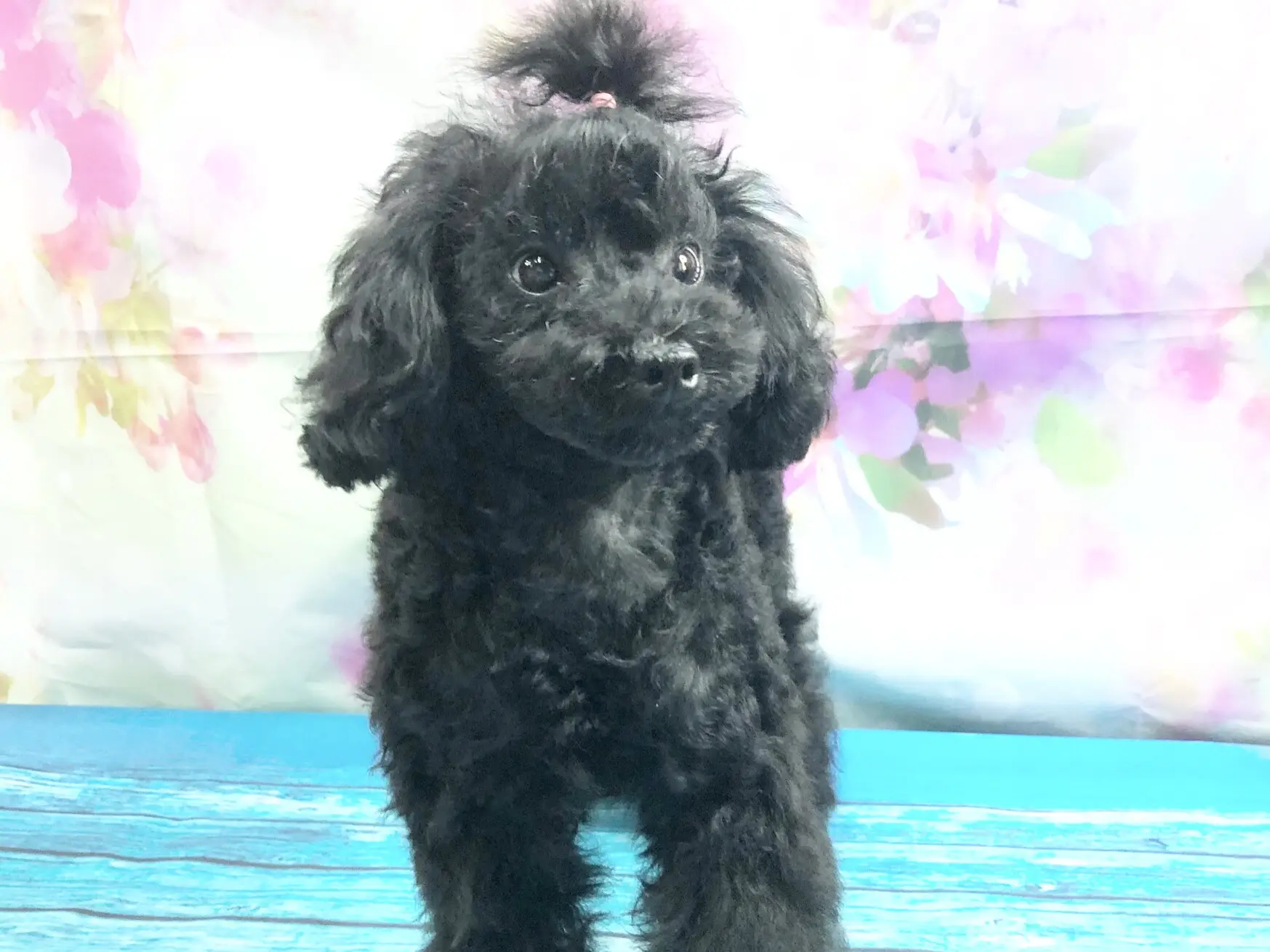 トイプードル(ブラック)女の子 | pandora_poodleが投稿したフォトブック | Lemon8