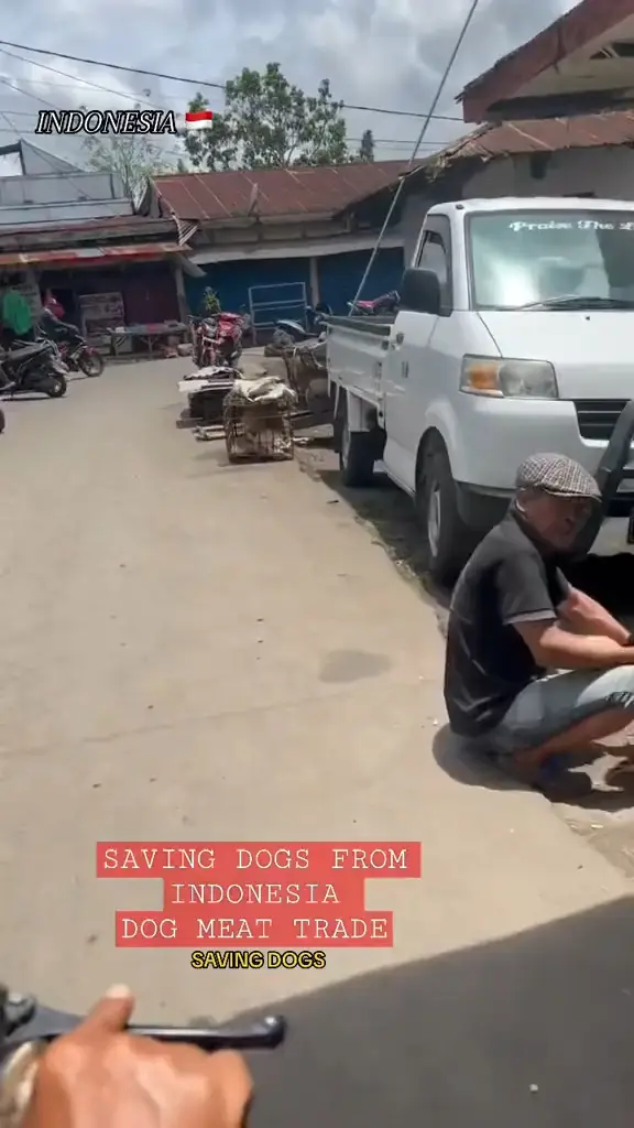 SAVING DOGS FROM DOG MEAT INDONESIA FYP | Video published by DOG SAVIOR | Lemon8