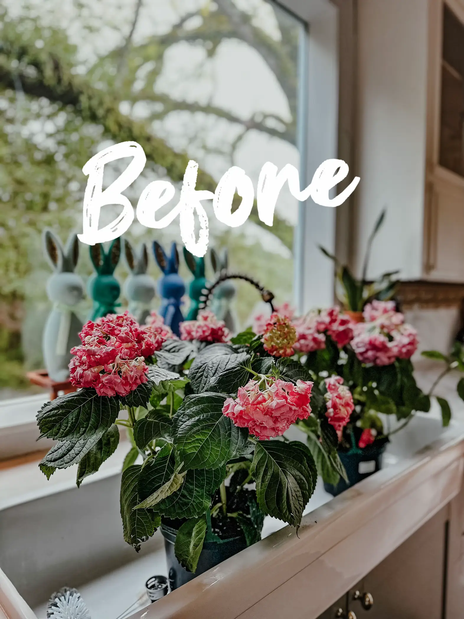 Hydrangeas! | Gallery posted by Karleegail | Lemon8