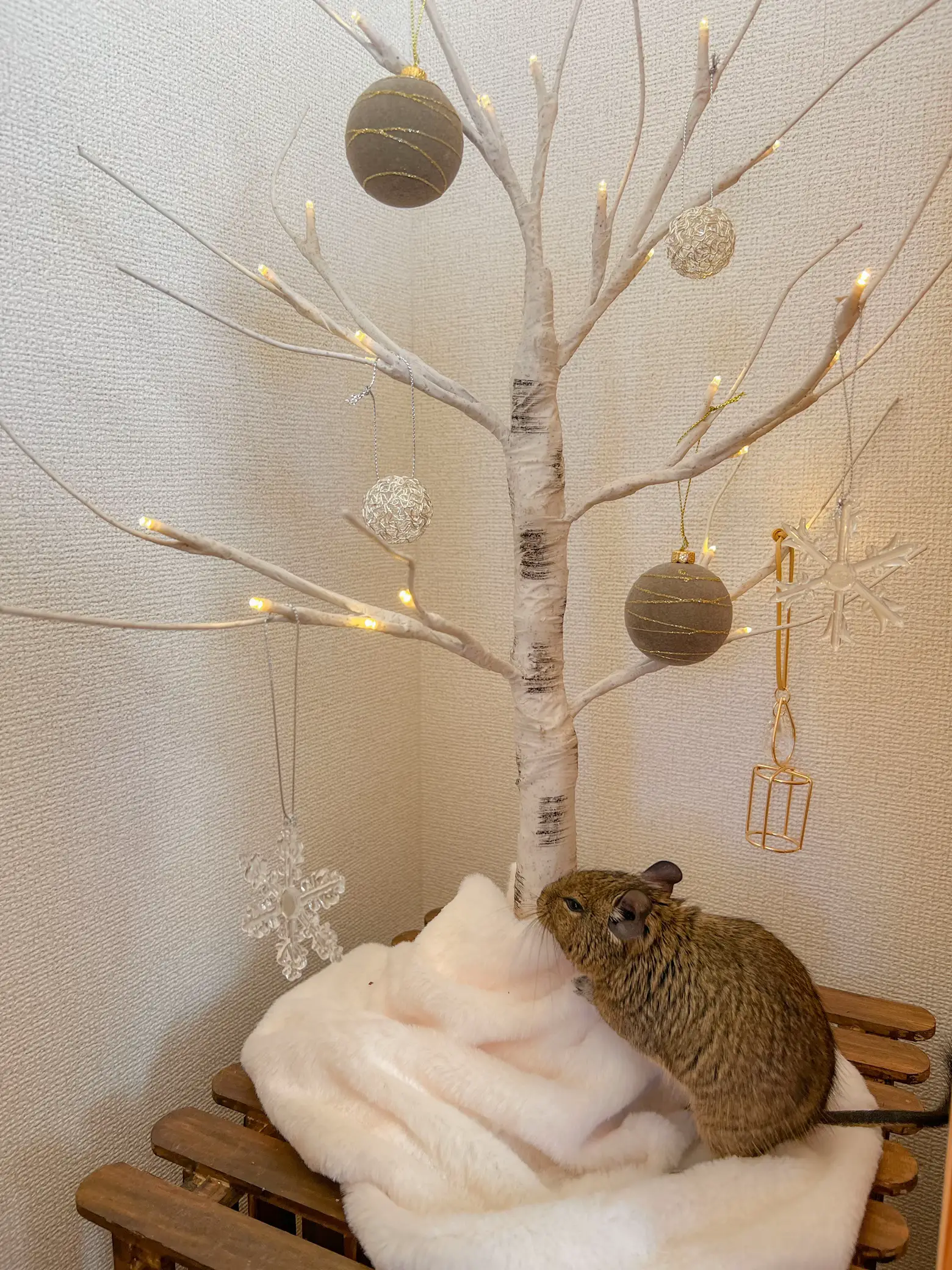 ต้นคริสต์มาส🎄 | แกลเลอรีที่โพสต์โดย maroro | Lemon8