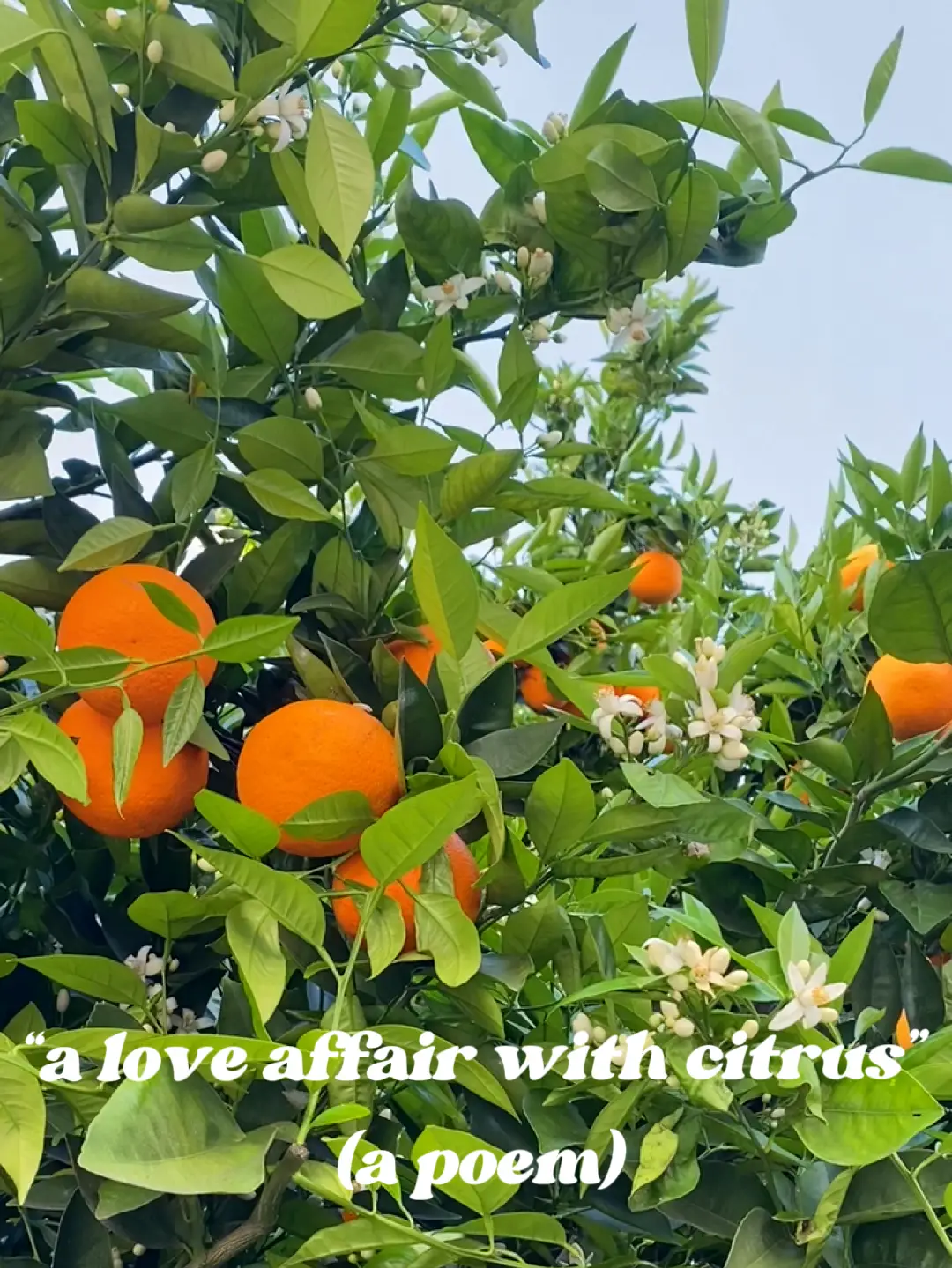 “a love affair with citrus” a poem by Jen Venegas | Video published by ...