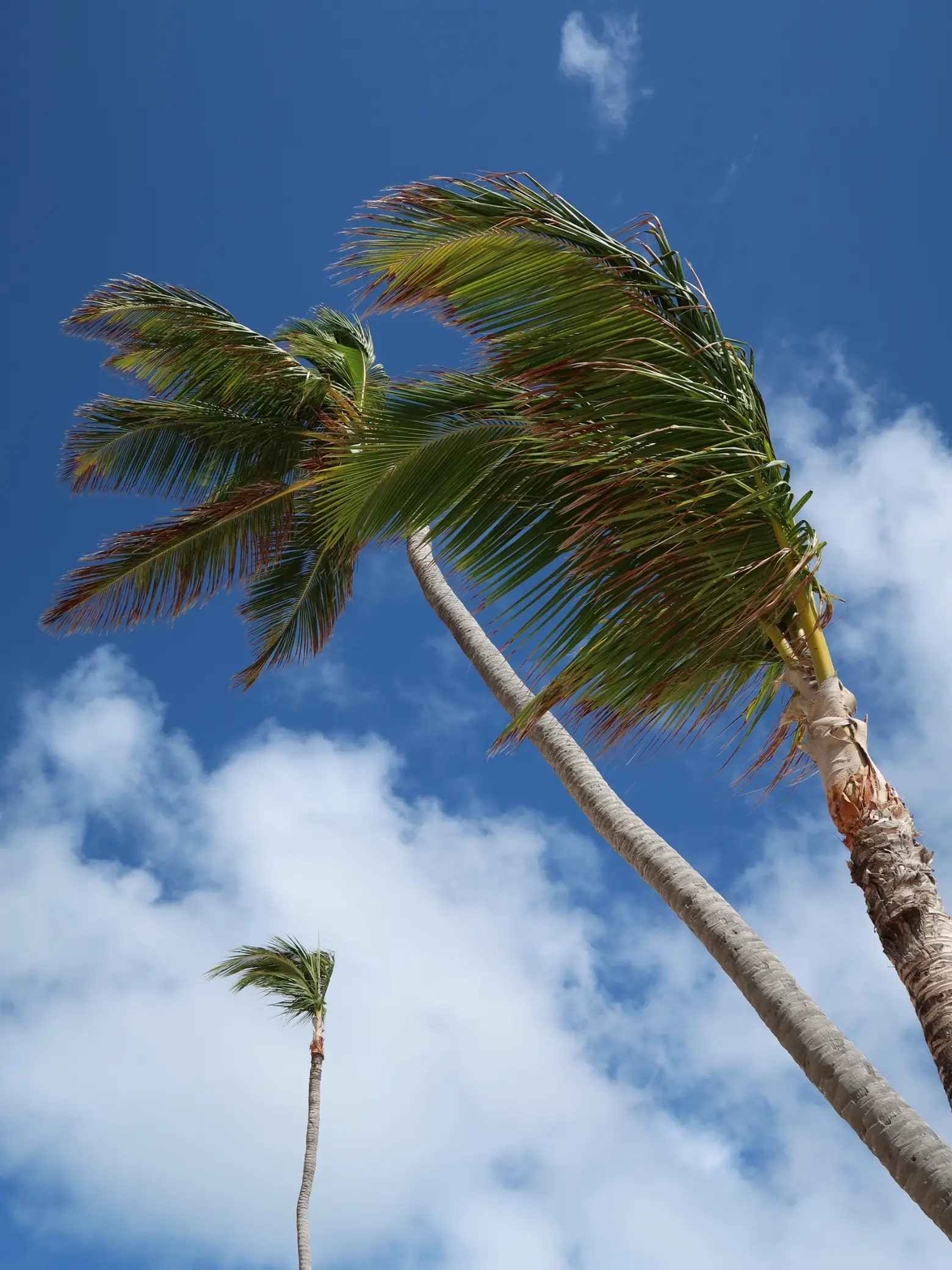 Punta Cana Girls Trip | Gallery posted by Emily Romano | Lemon8