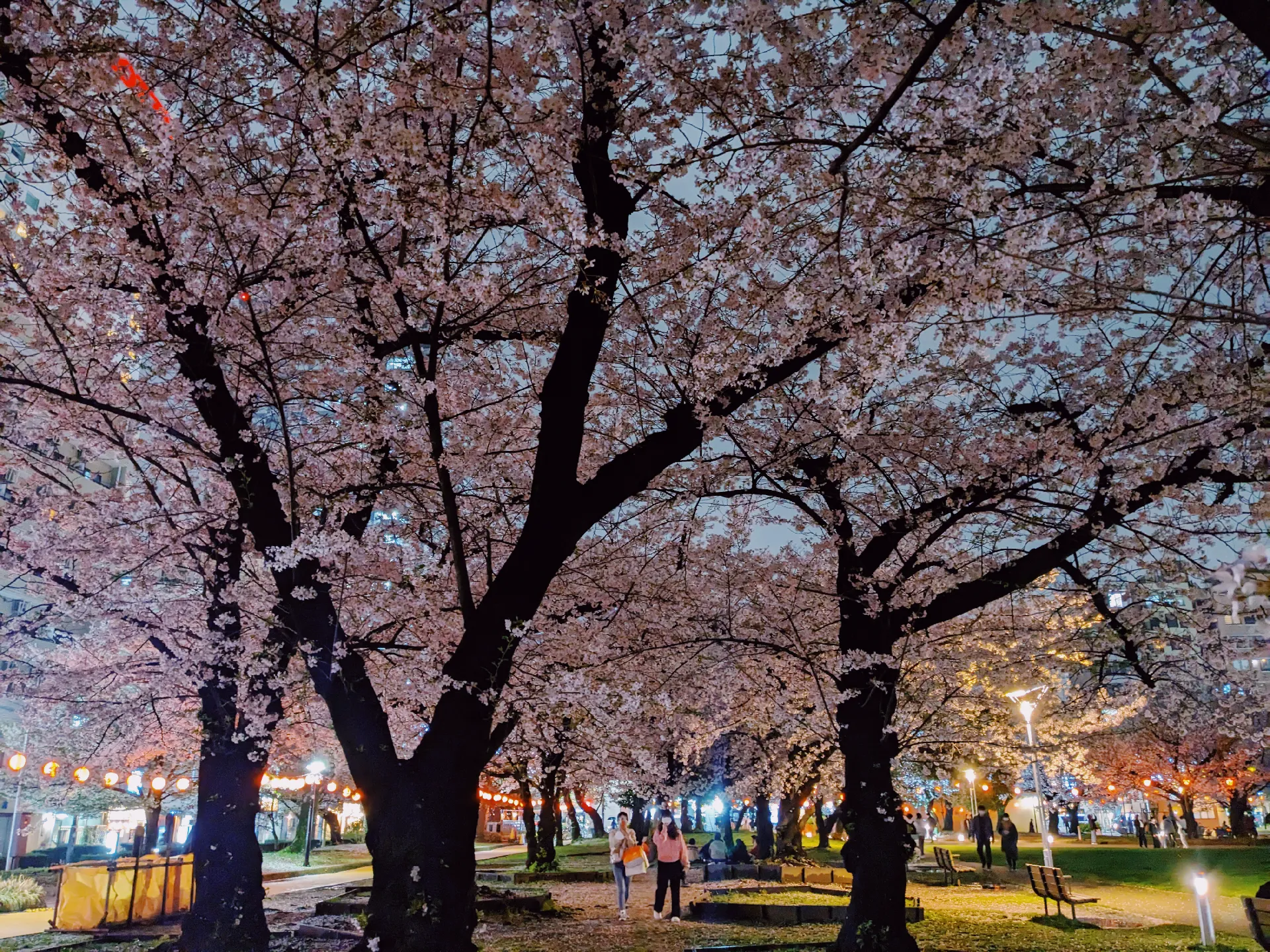 🌸Night cherry blossoms in full bloom 🌸 | Gallery posted by Mimi | Lemon8