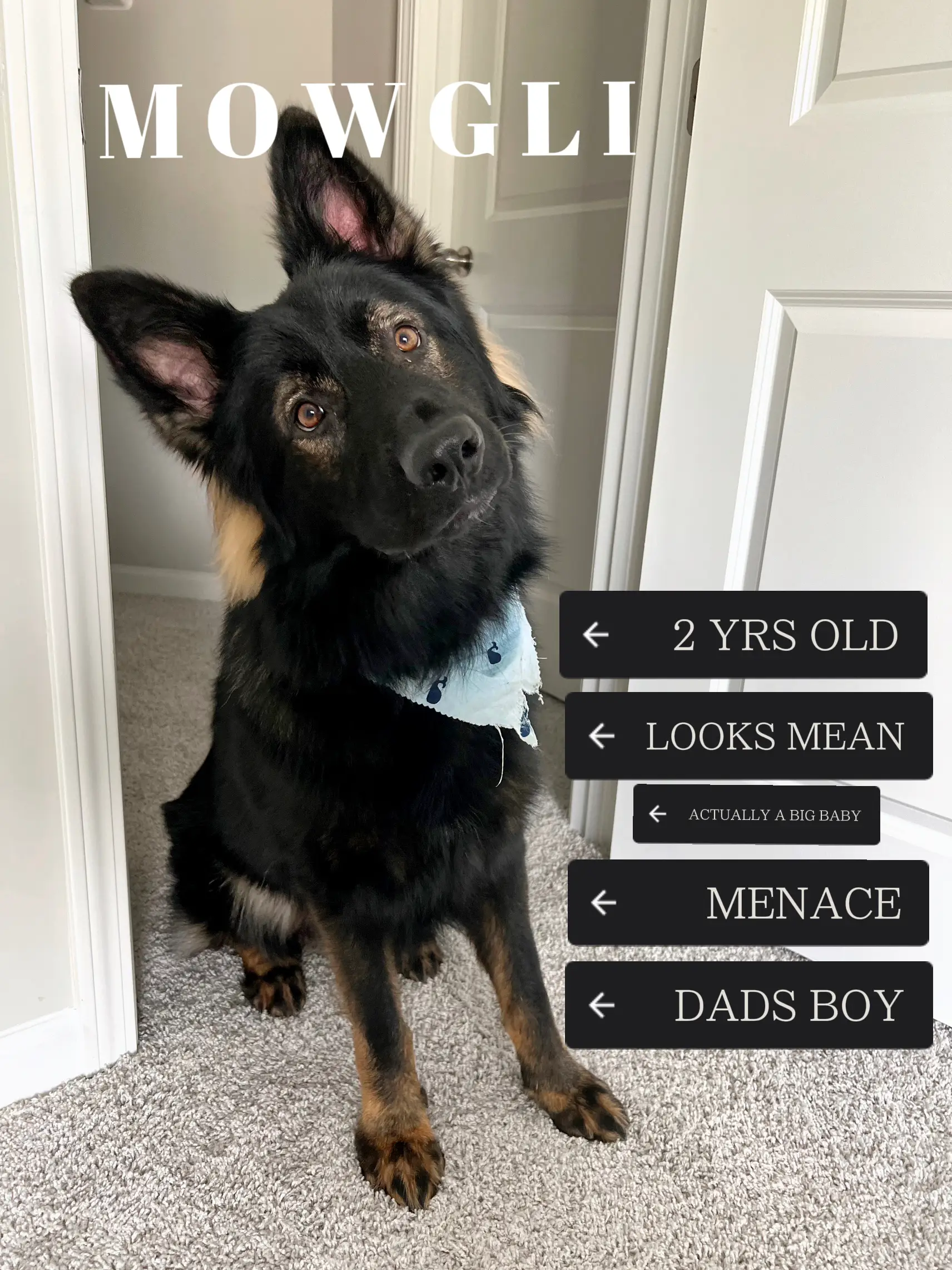 PUPPY Roll Call 🐶 | Taylor Rayが投稿したフォトブック | Lemon8