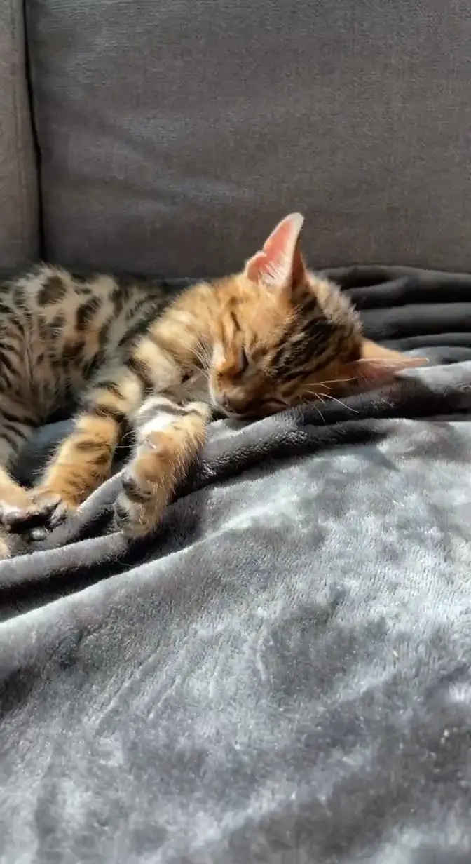 Baby Kenzo | Video published by Jazzy | Lemon8