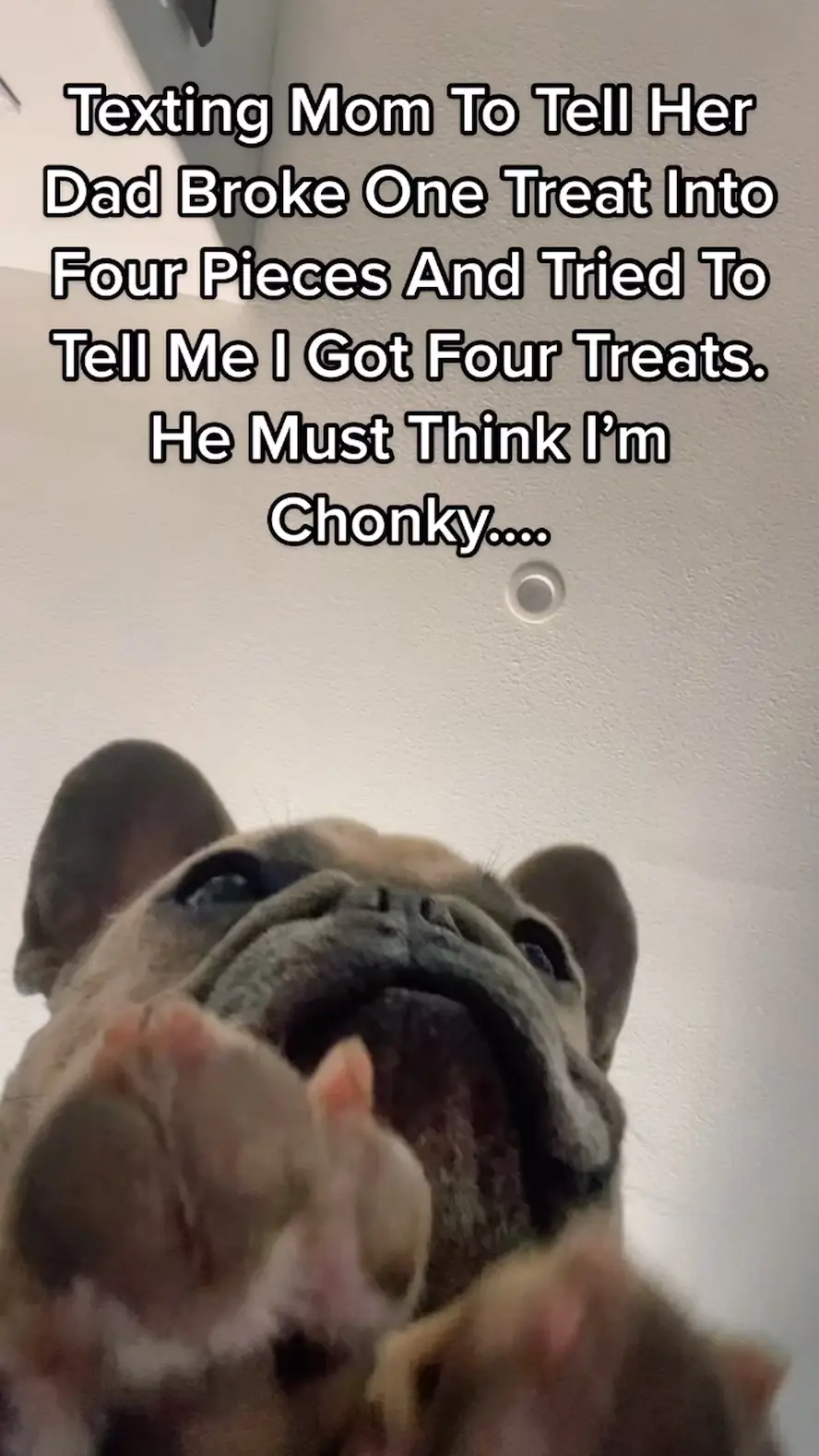 Call ASPCA ASAP! | วิดีโอที่เผยแพร่โดย Apollo | Lemon8