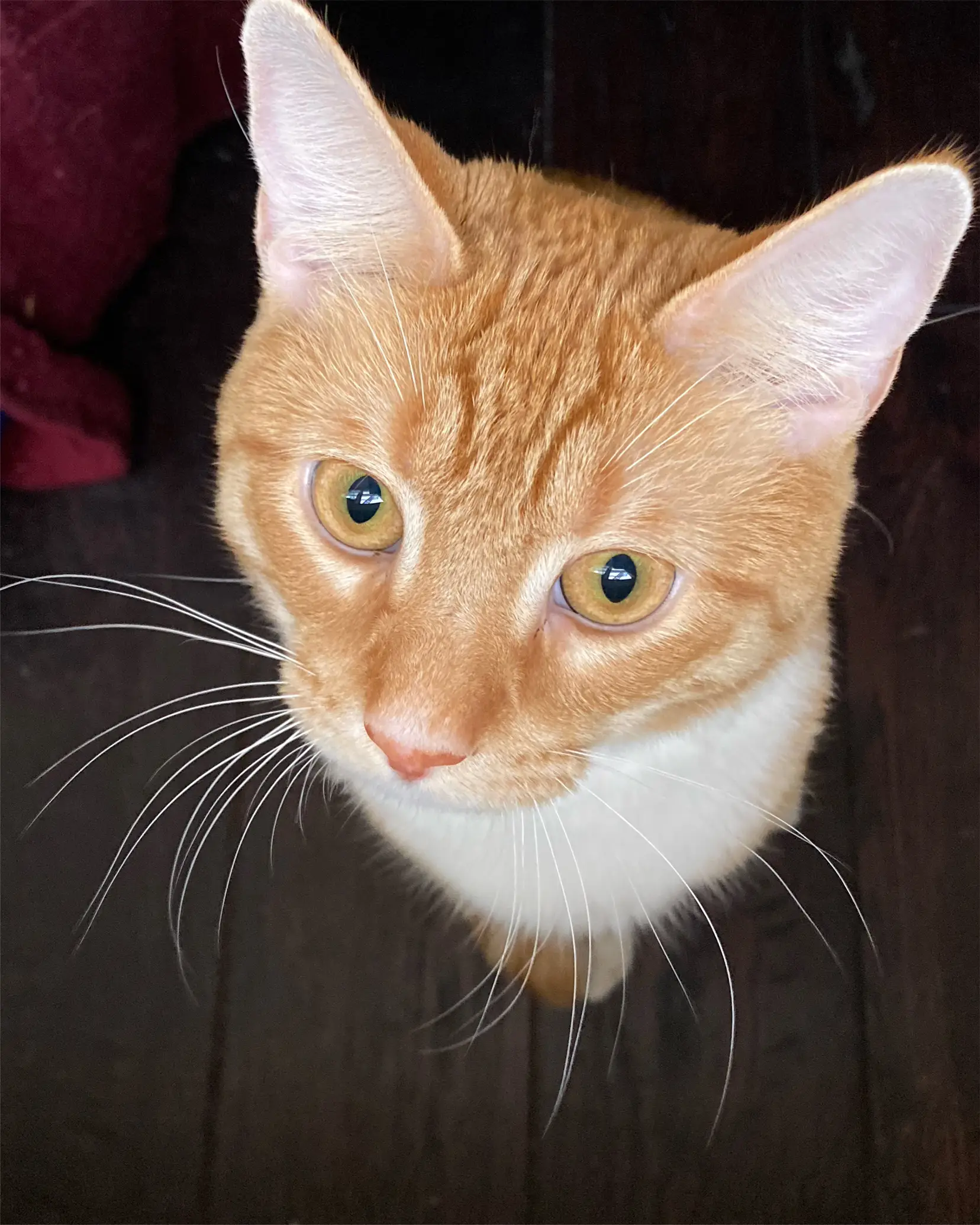 When your cat stares into your soul 😱 ️ | Gallery posted by Simba Moise | Lemon8