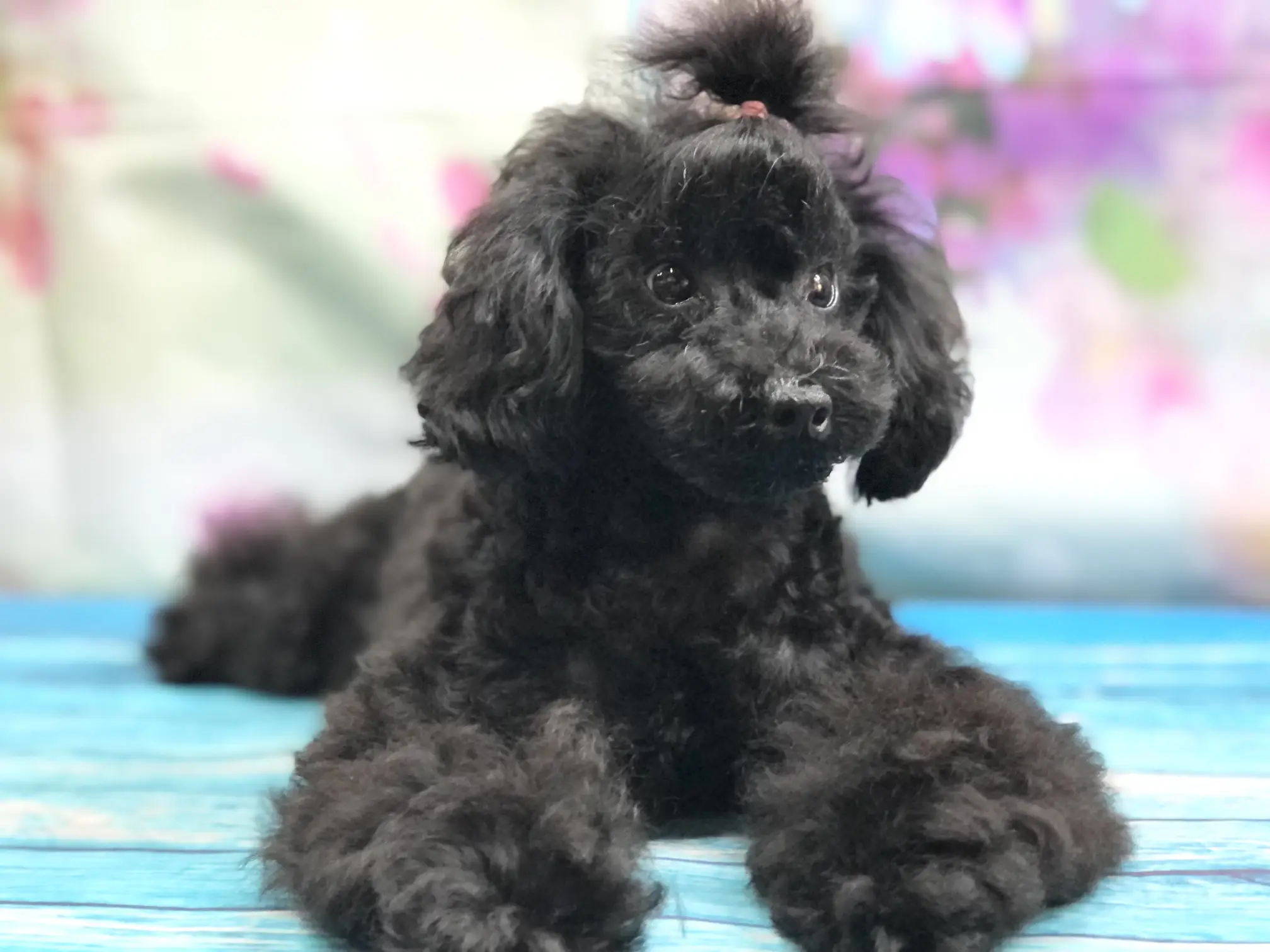 トイプードル(ブラック)女の子 | pandora_poodleが投稿したフォトブック | Lemon8