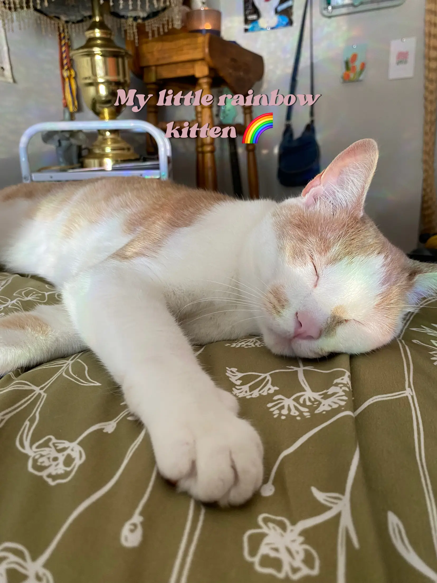 My little rainbow kitten 🌈 | Gallery posted by Emmascorner | Lemon8