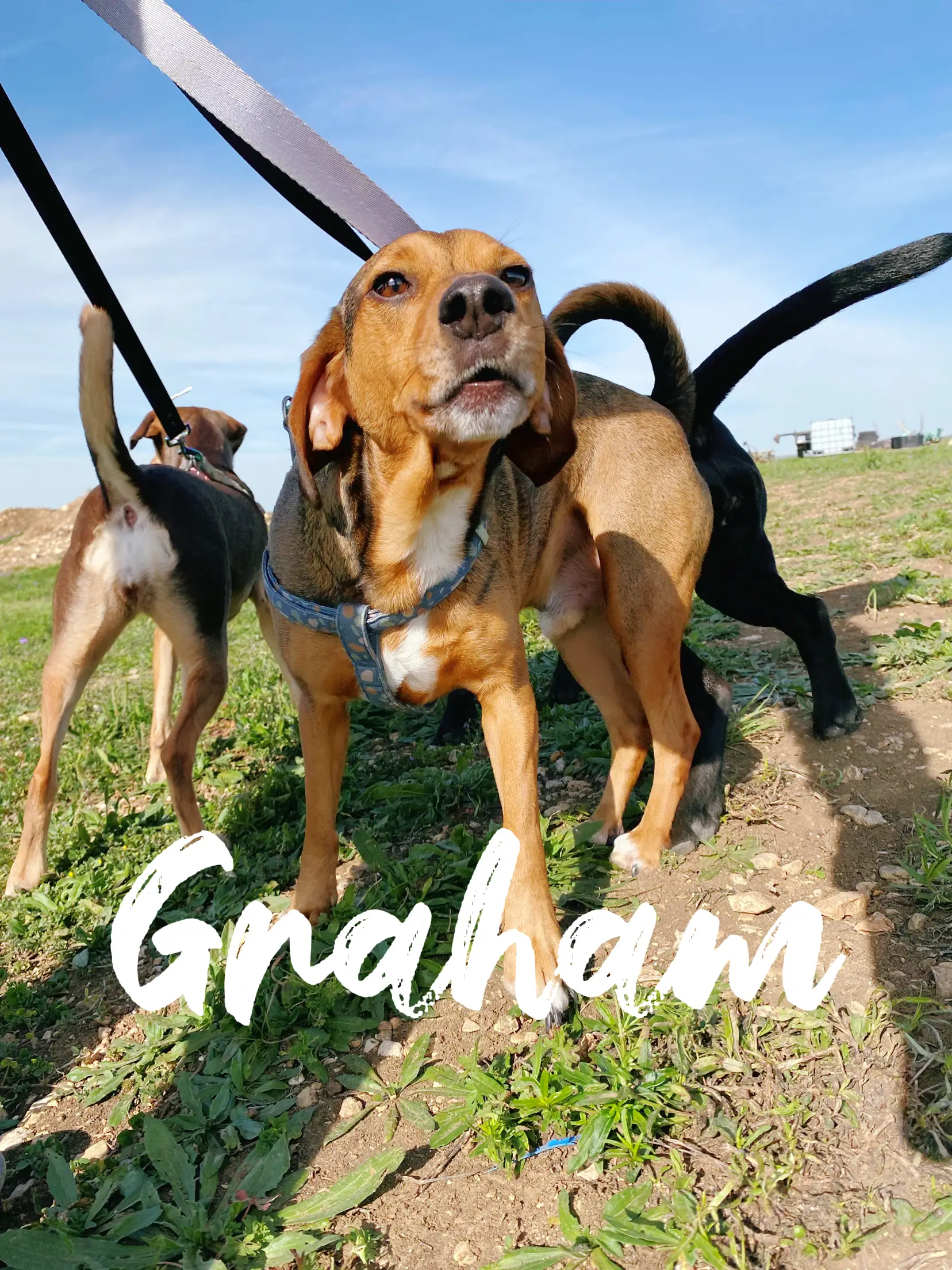 🐾 Meet the Pack 🐾 | แกลเลอรีที่โพสต์โดย The Culpeeps | Lemon8