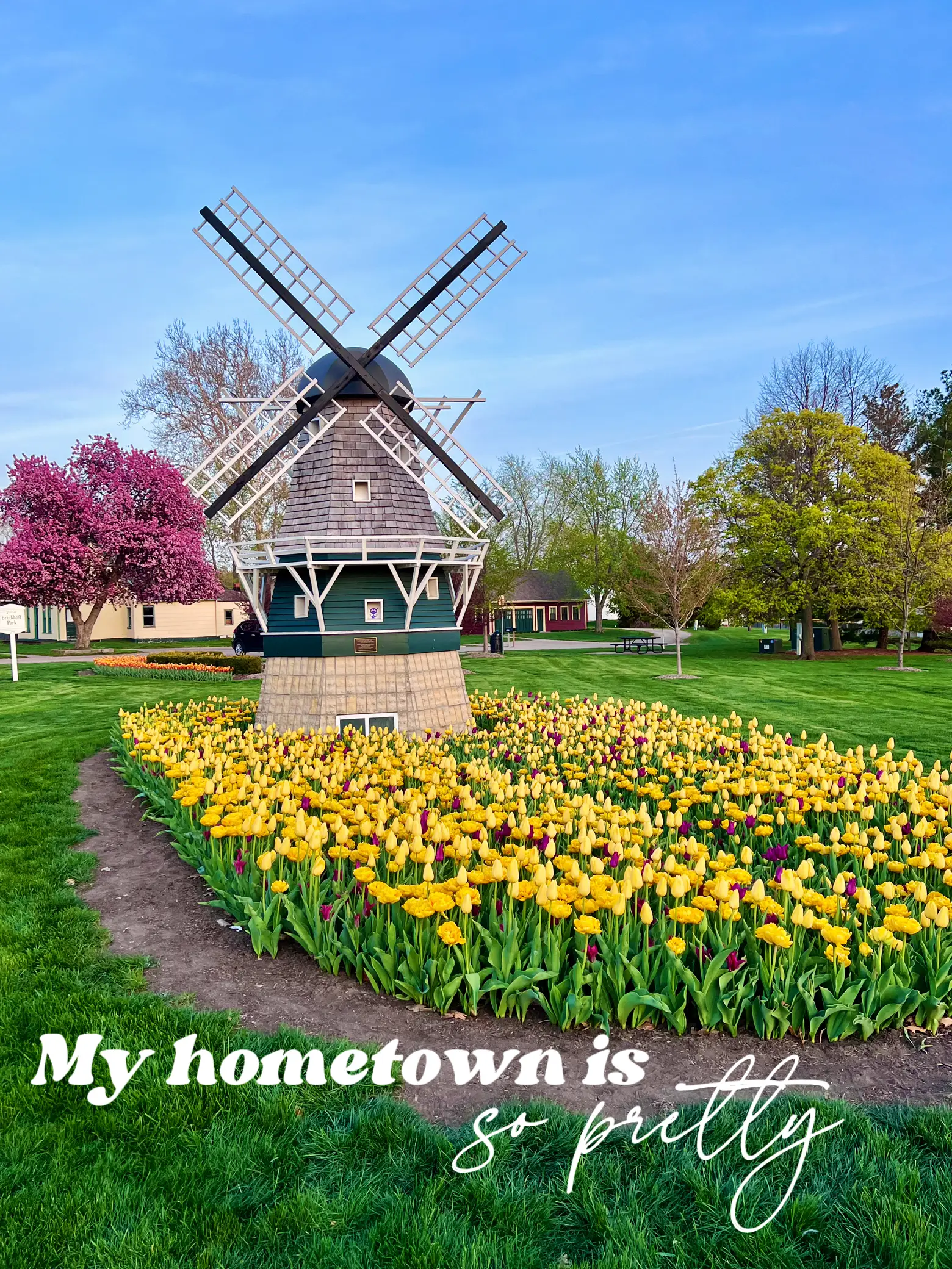 Tulips & my hometown 💐 | Gallery posted by Aimee 🫶🏼☕️ | Lemon8