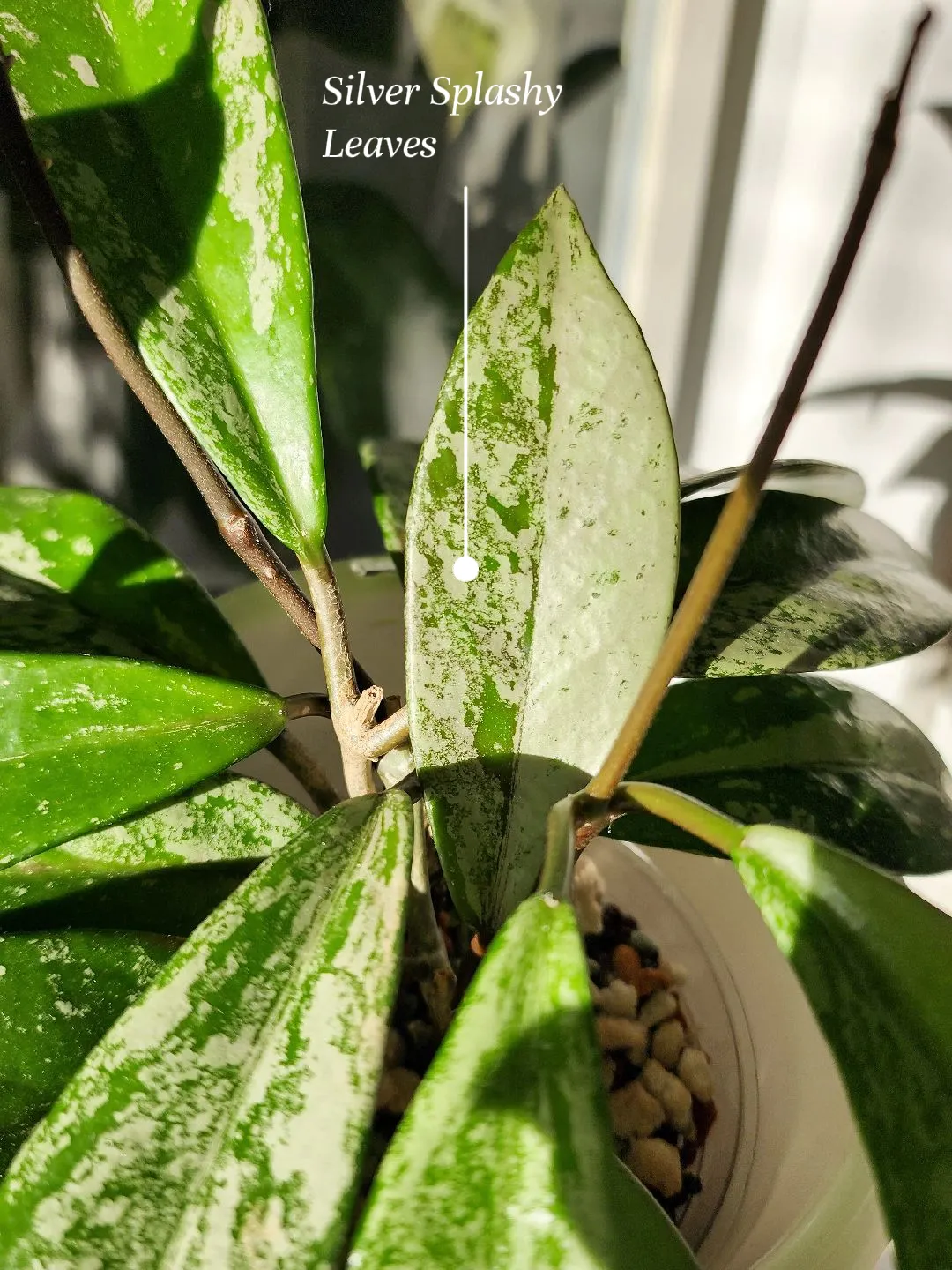 Hoya Pubicalyx Splash💦 | Gallery posted by KoasPlantCorner | Lemon8