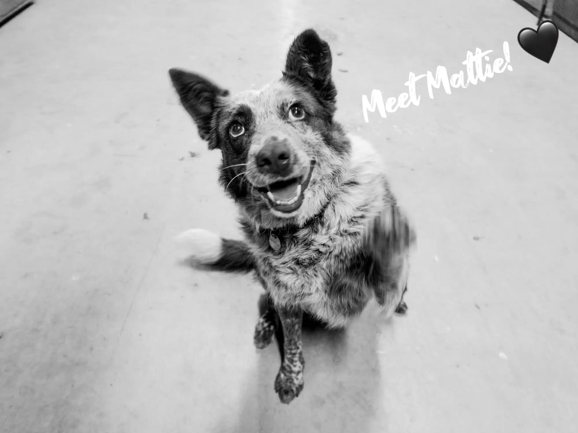 OG Dog of the Doghouse | Gallery posted by Mieli Hansen | Lemon8