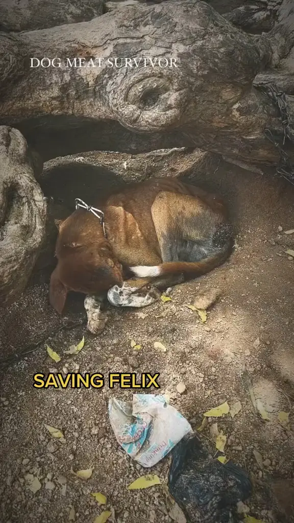 SAVING FELIX FROM DOG MEAT TRADE GHANA AFRICA | Video published by DOG SAVIOR | Lemon8