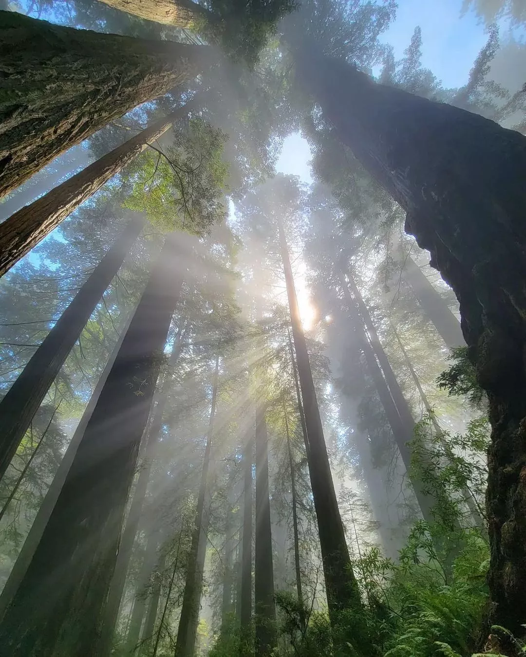 Legendary California Redwoods | Gallery posted by Travel+nature🌎 | Lemon8