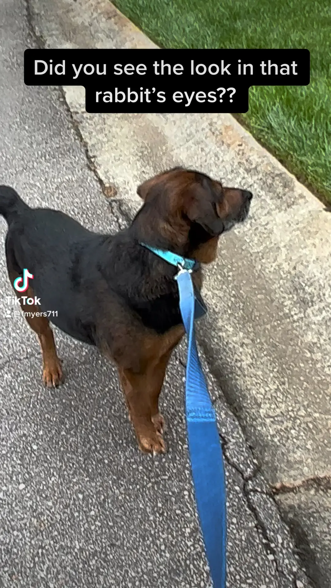 Danger rabbit alert!! | Video published by FrankMyers | Lemon8