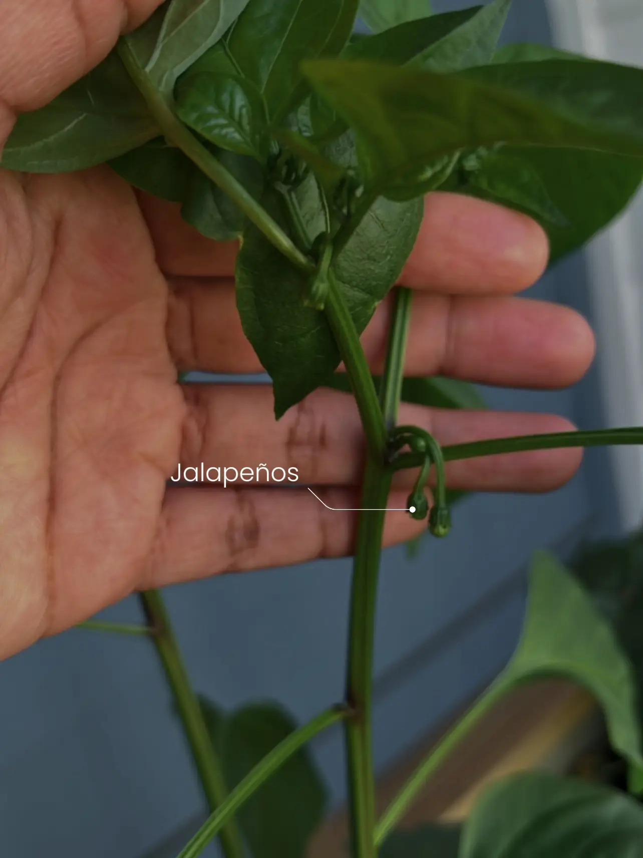 Spend the morning In my patio garden with me | Gallery posted by Botanist Bee | Lemon8