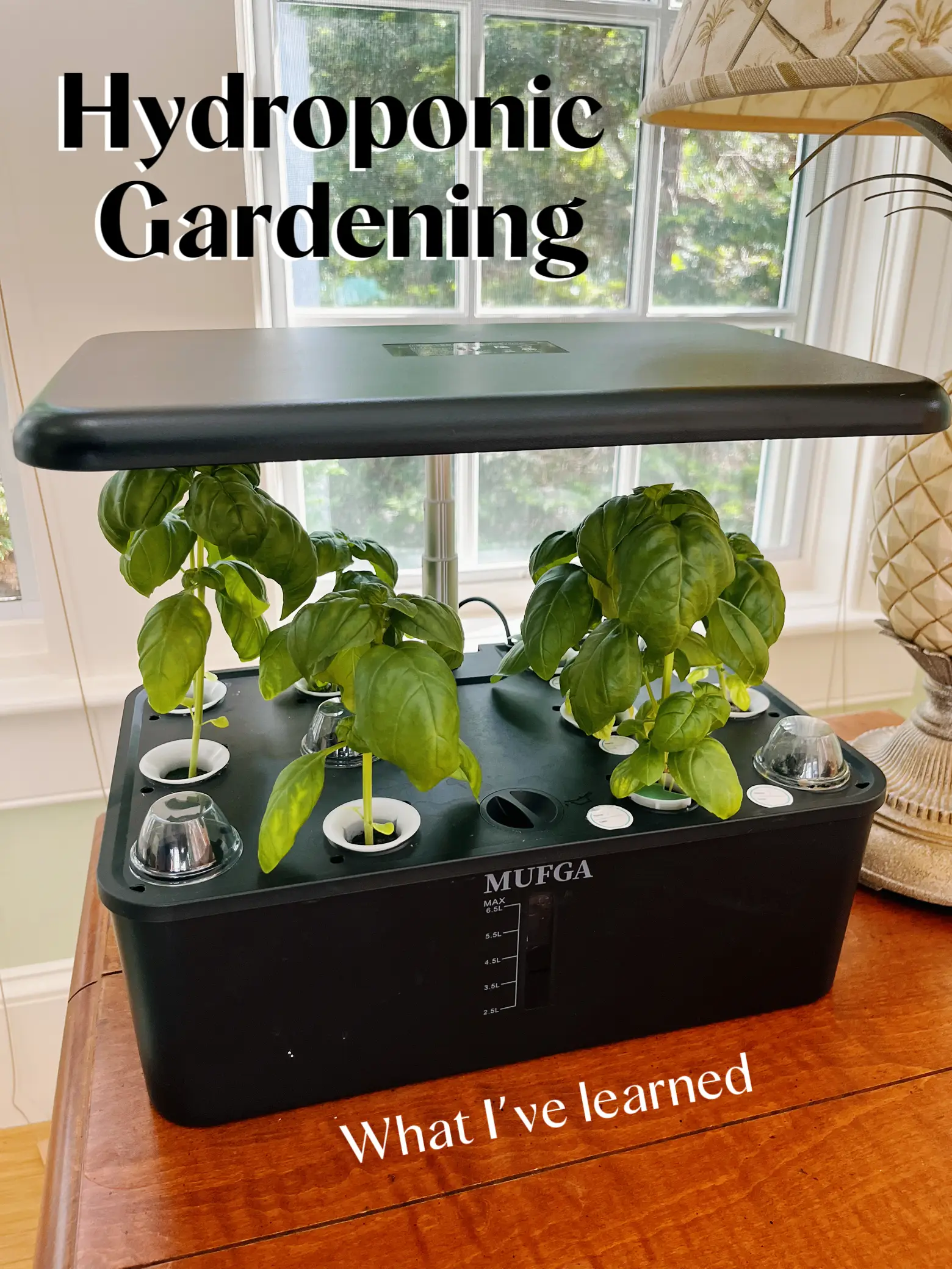Why I recommend hydroponic gardening | Gallery posted by MARlNA | Lemon8