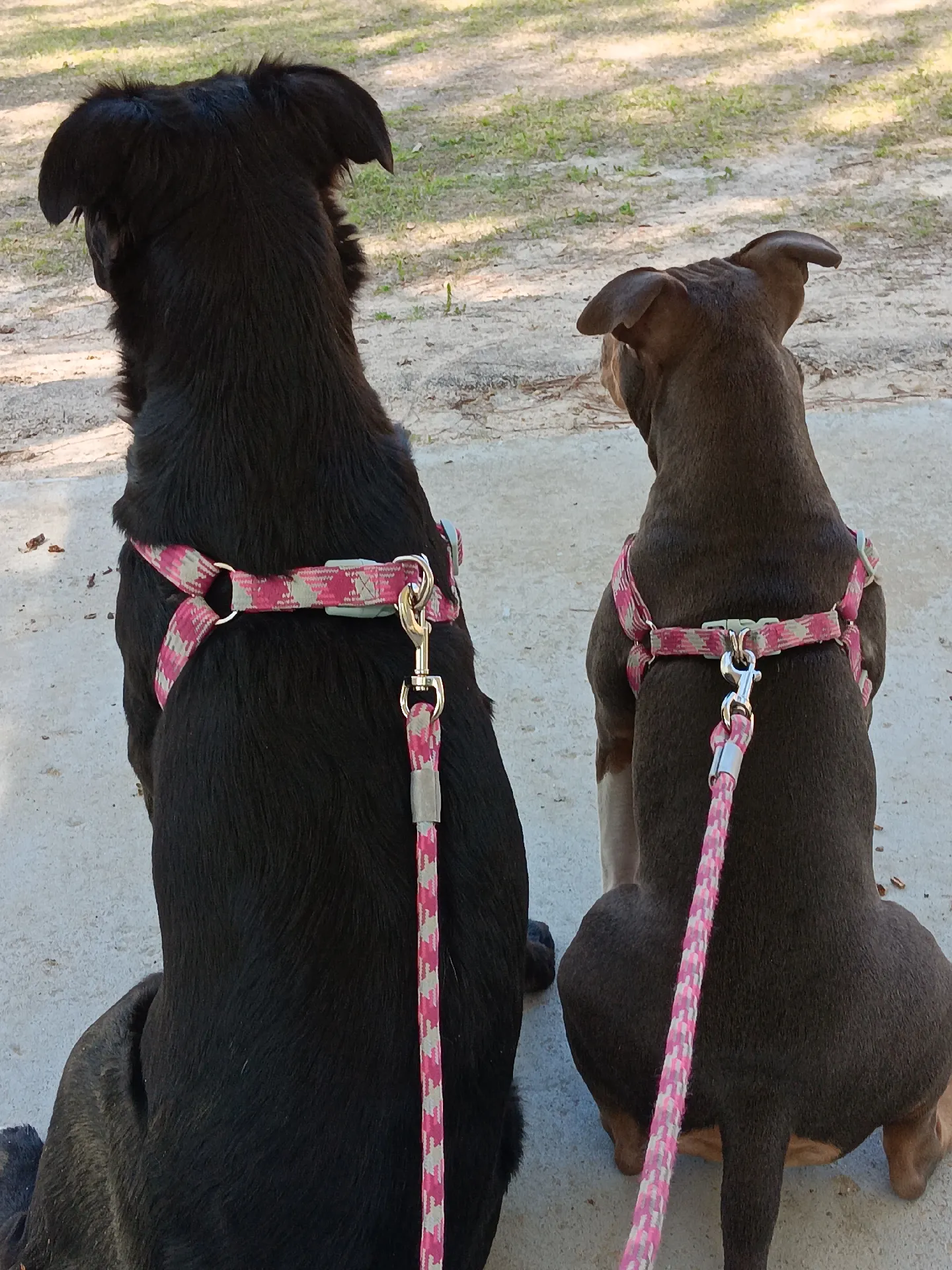 GSD and Bully Bread! | Gallery posted by JolisaB | Lemon8