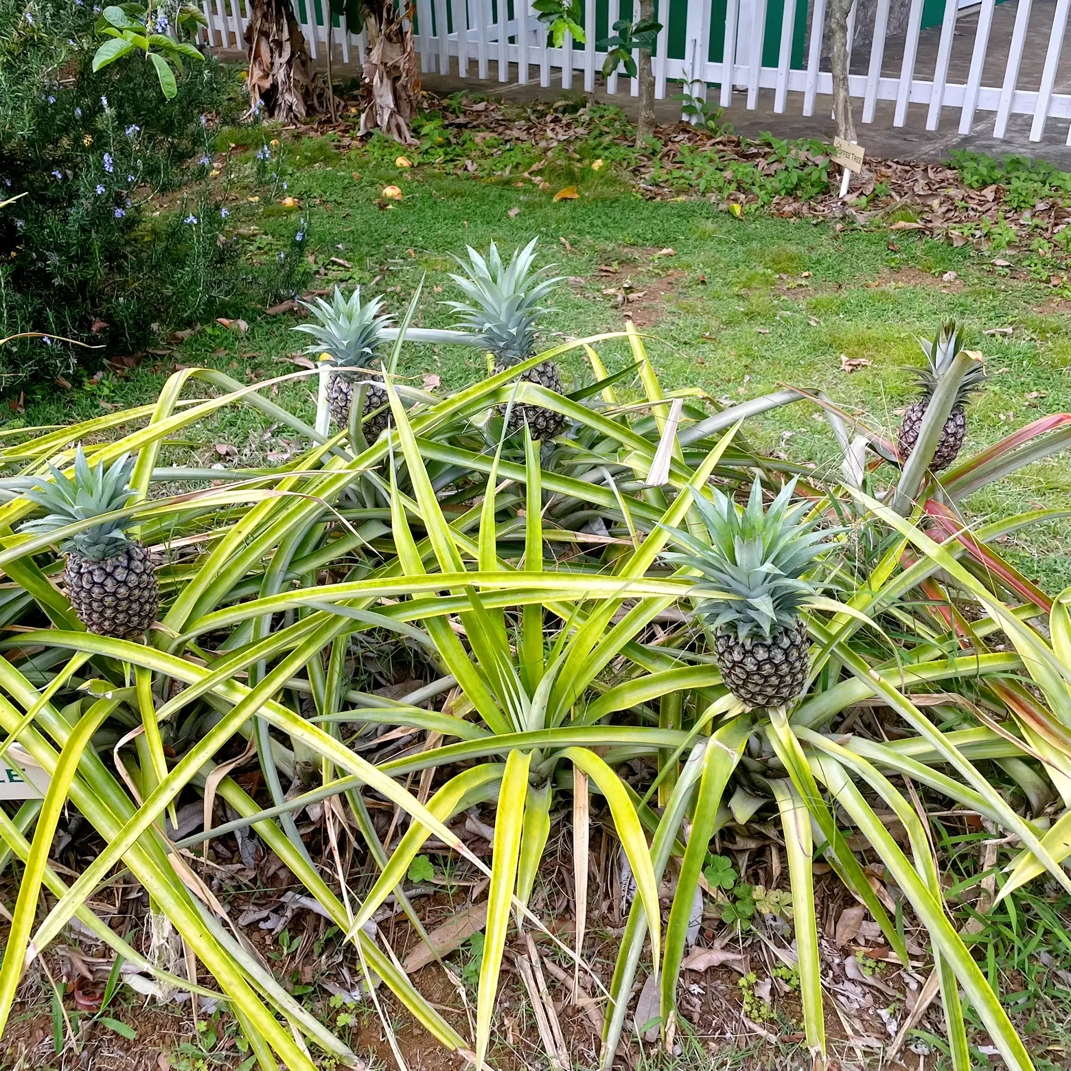 🍍pineapple plants 🫶 | Gallery posted by Pauline Duda | Lemon8