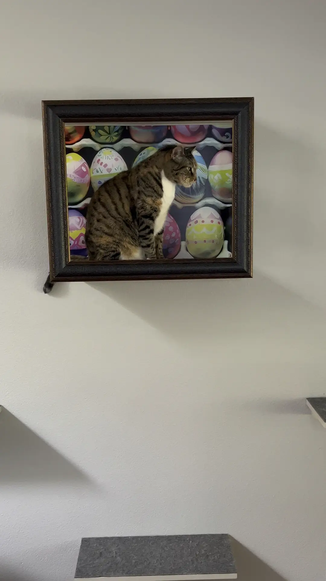 Poppie loves to groom herself in her Feline Frame! | Video published by FrameYourFeline | Lemon8