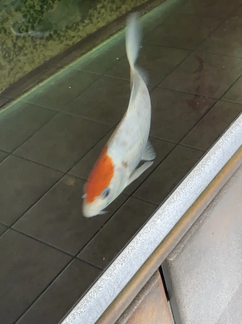 Je t’aime tellement mes amours | แกลเลอรีที่โพสต์โดย Alexander | Lemon8