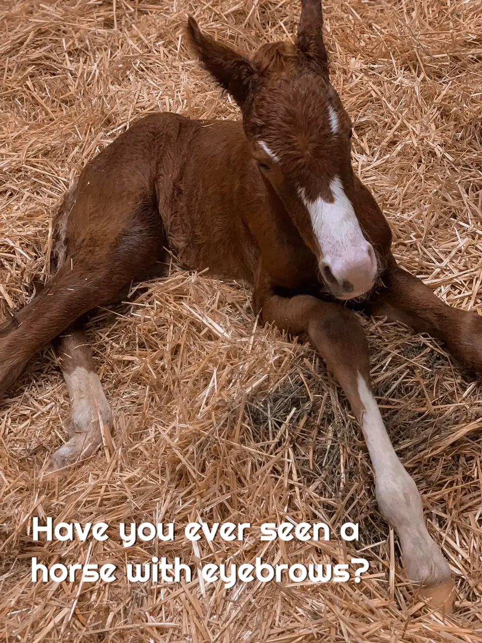 Meet Dolly | Gallery posted by Rare Feathers | Lemon8