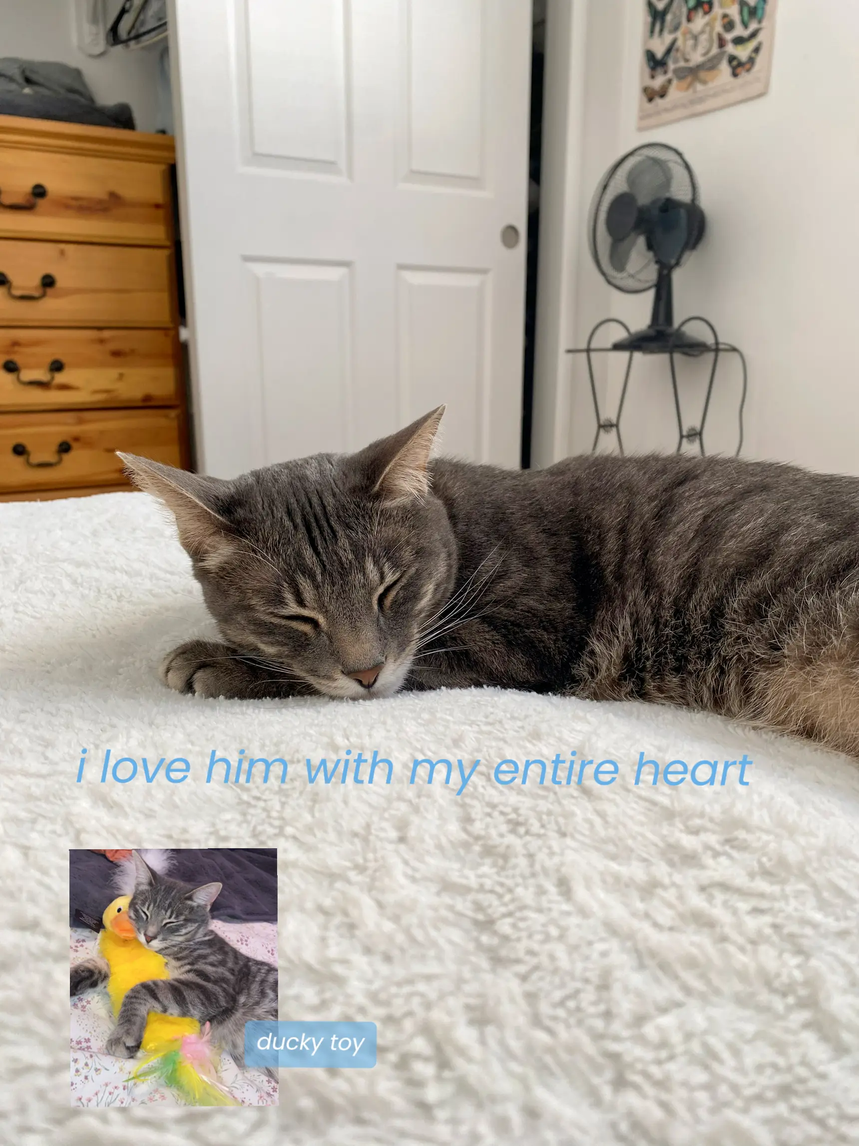 meet milo ☀️ | Gallery posted by liv | Lemon8