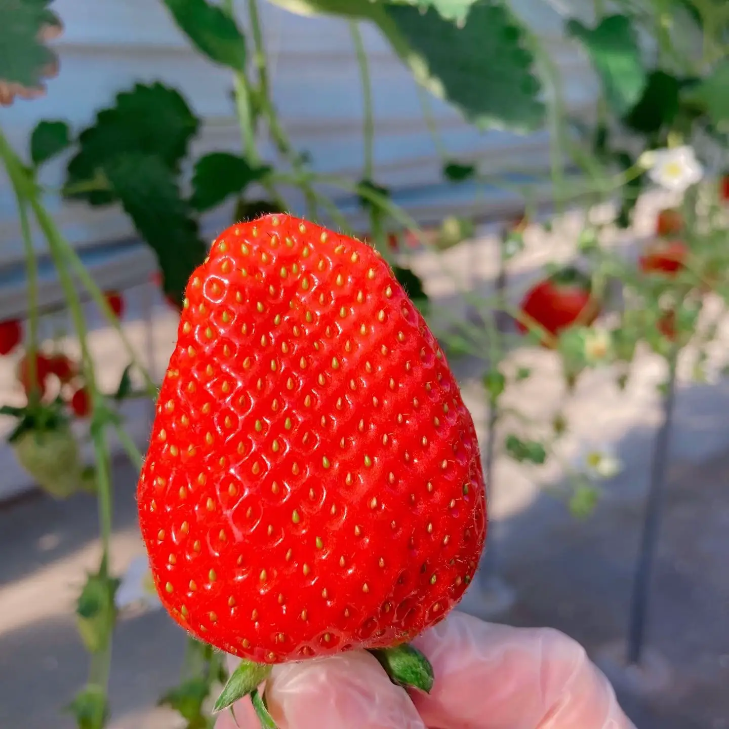 群馬前橋 いちご狩りFarm 【れいわイチゴ園】 | HIRO【群馬グルメ紹介🍽】が投稿したフォトブック | Lemon8