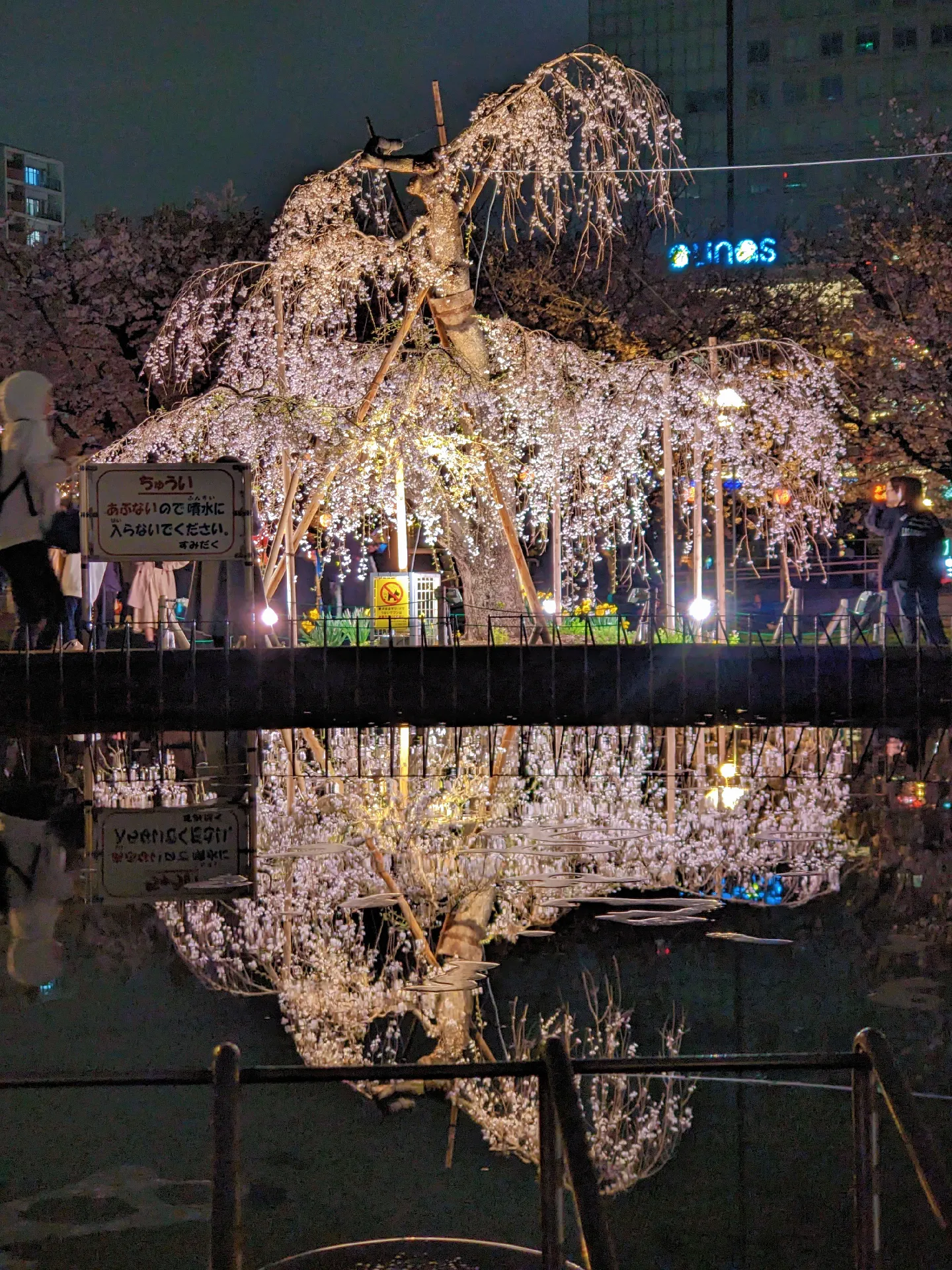 🌸Night cherry blossoms in full bloom 🌸 | Gallery posted by Mimi | Lemon8