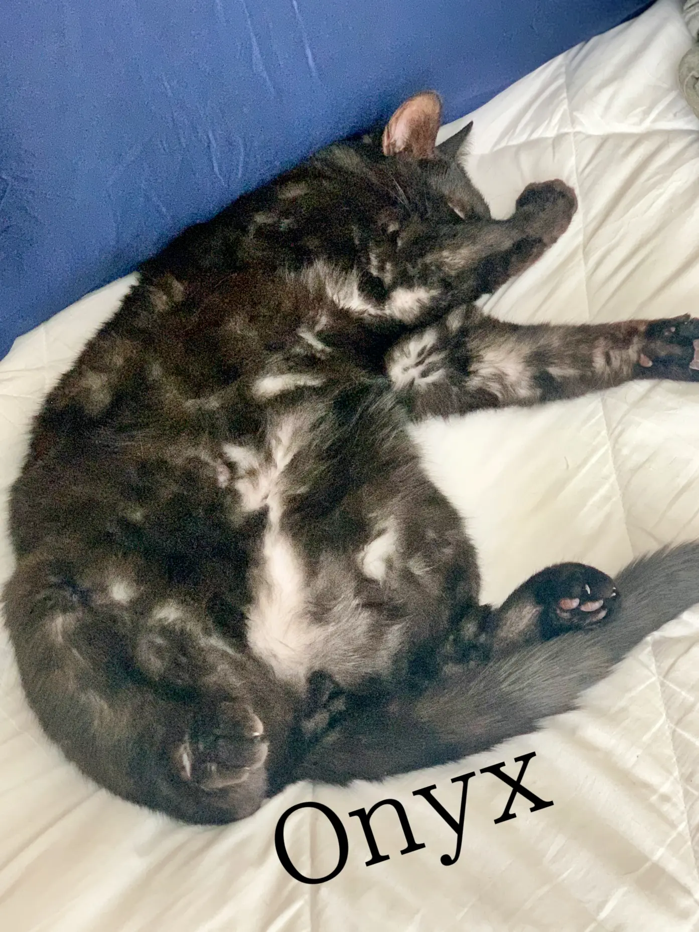 Get to know me! Hi! I’m Carissa, new to Lemon8 :) | Gallery posted by Rissi_28 | Lemon8