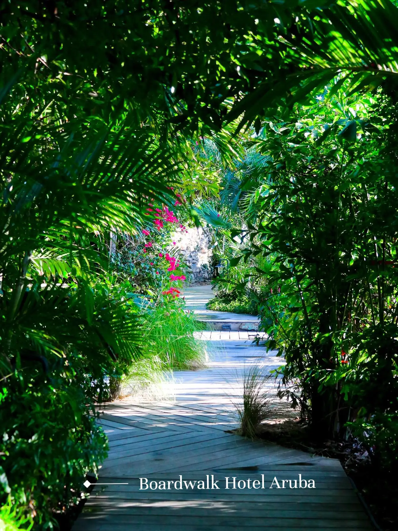 Postcards from Aruba 🇦🇼 | Gallery posted by Nicki | Lemon8