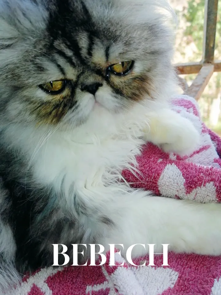 bebech | Gallery posted by bebechcat | Lemon8
